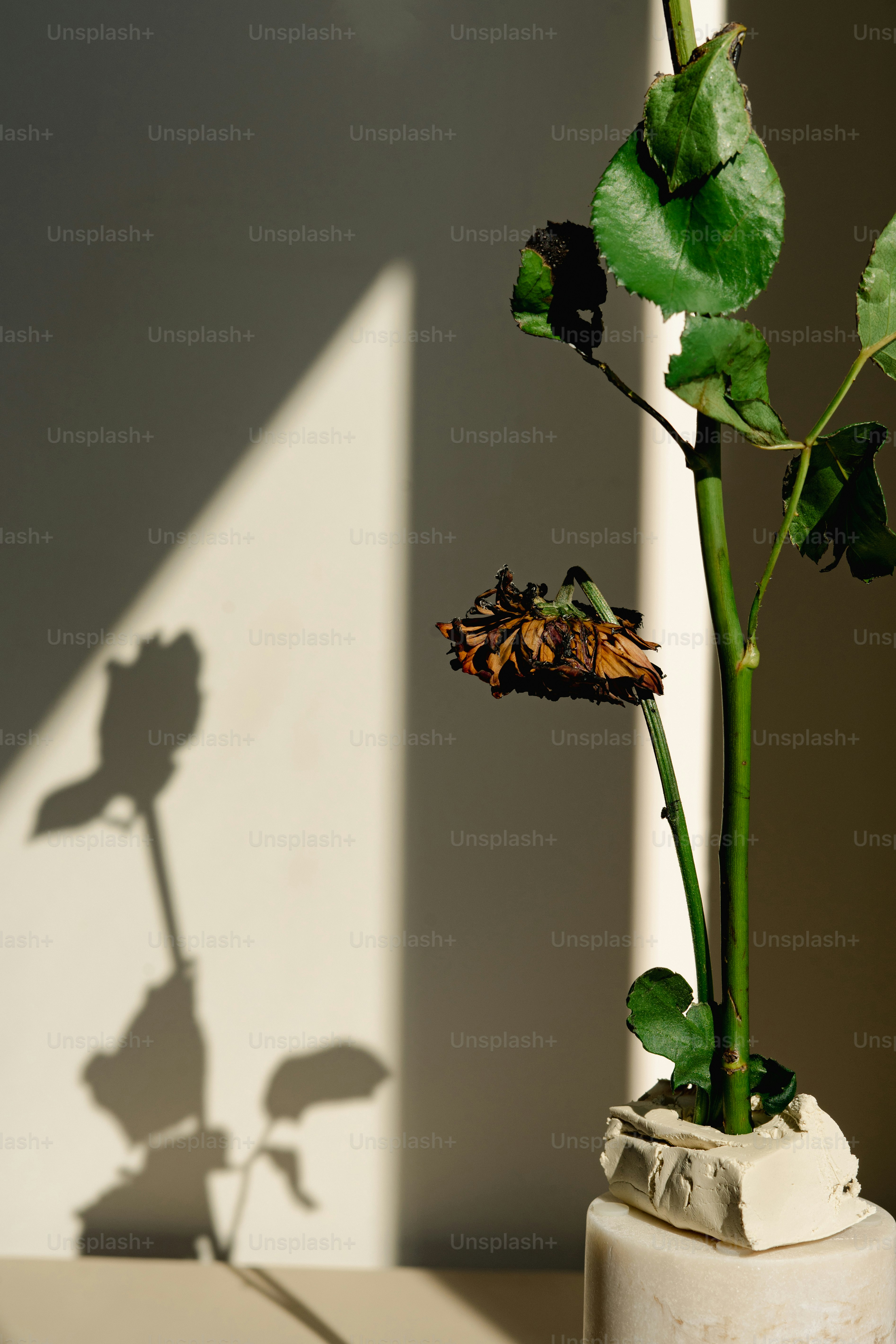 A decaying rose casts a shadow on a wall. photo – Burnout Image on Unsplash