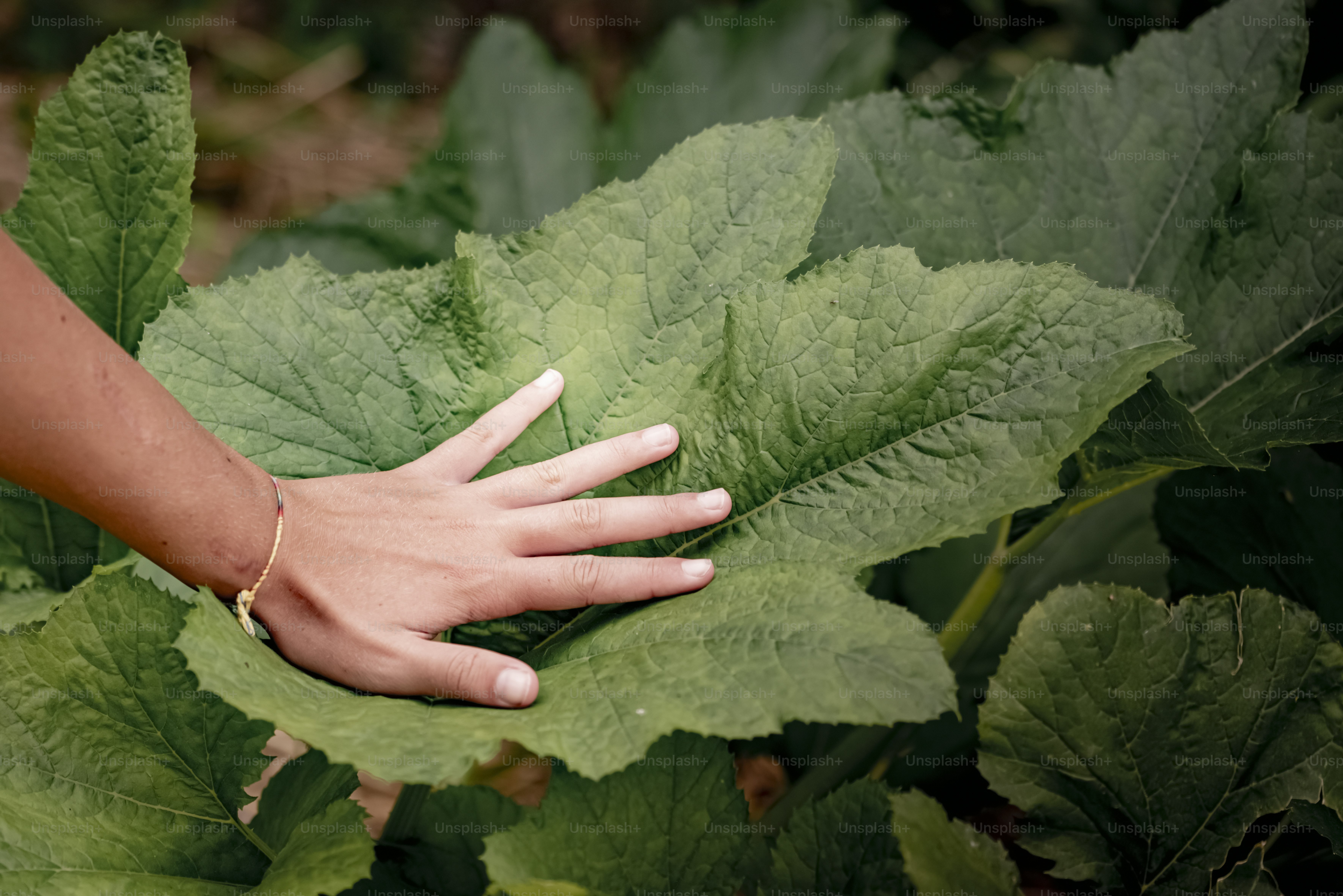 Leaves In Hand Pictures | Download Free Images on Unsplash