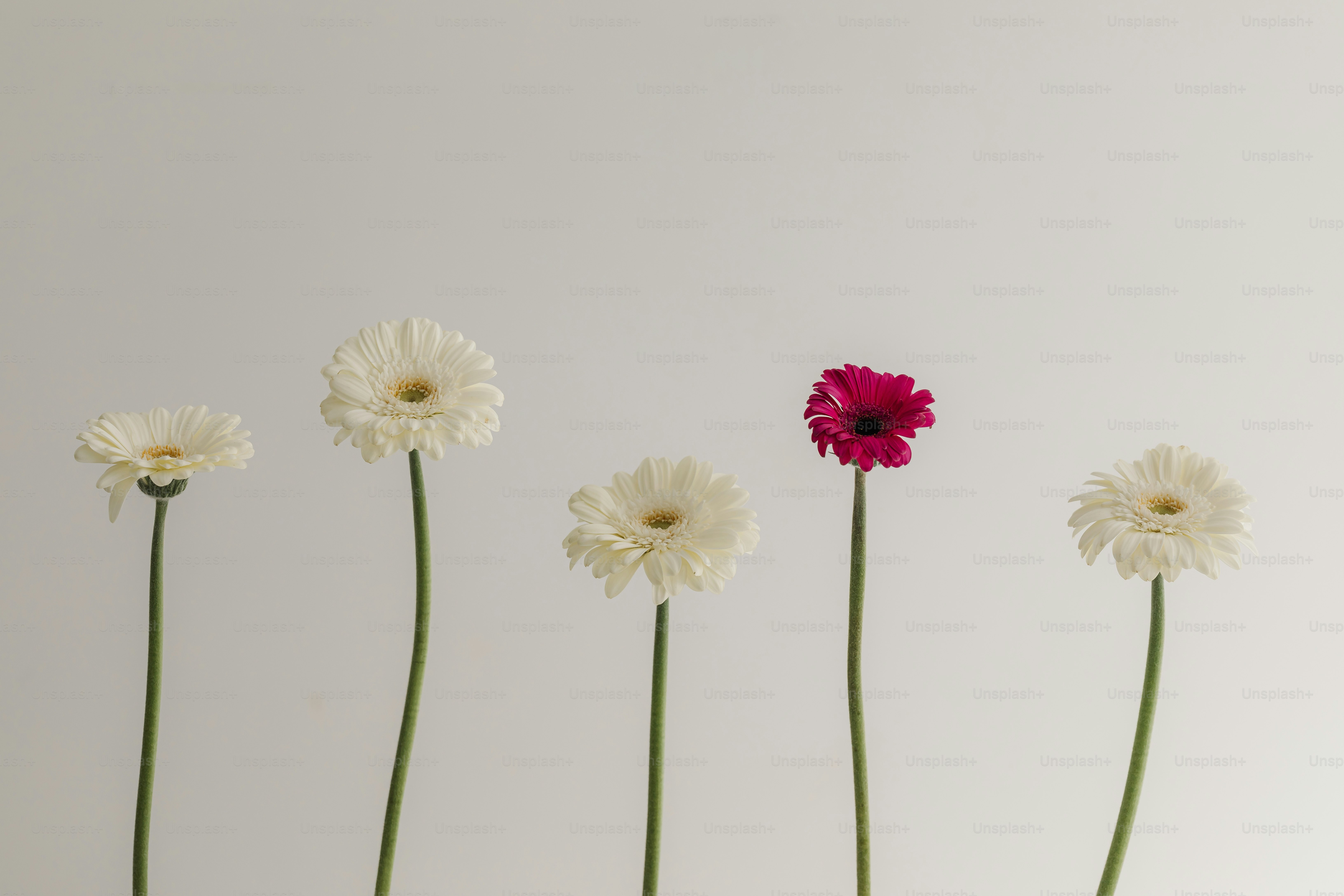 Flowers stand in a row against a white background. photo – Flowers ...