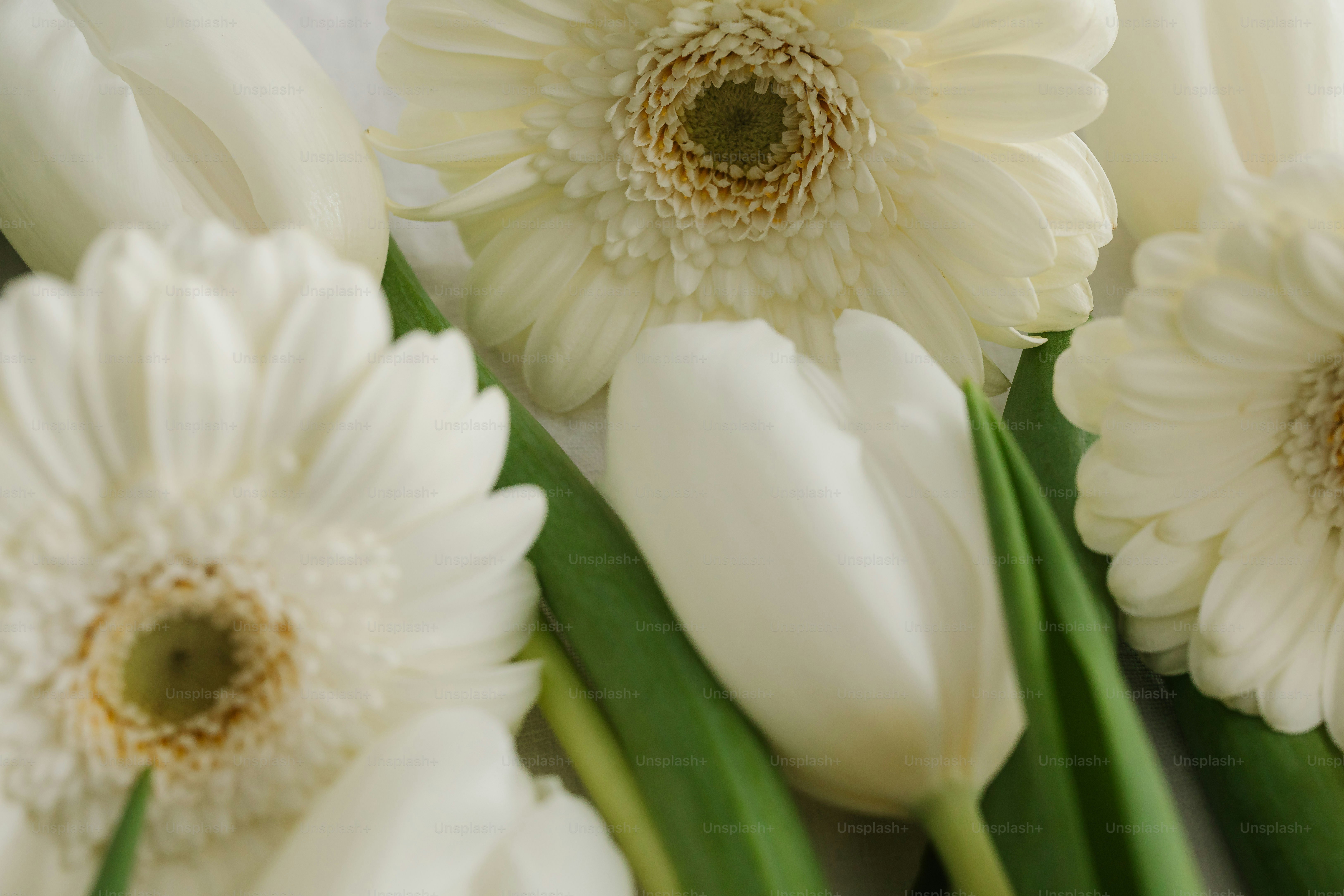White gerbera daisies and tulips bloom beautifully. photo – Flowers ...