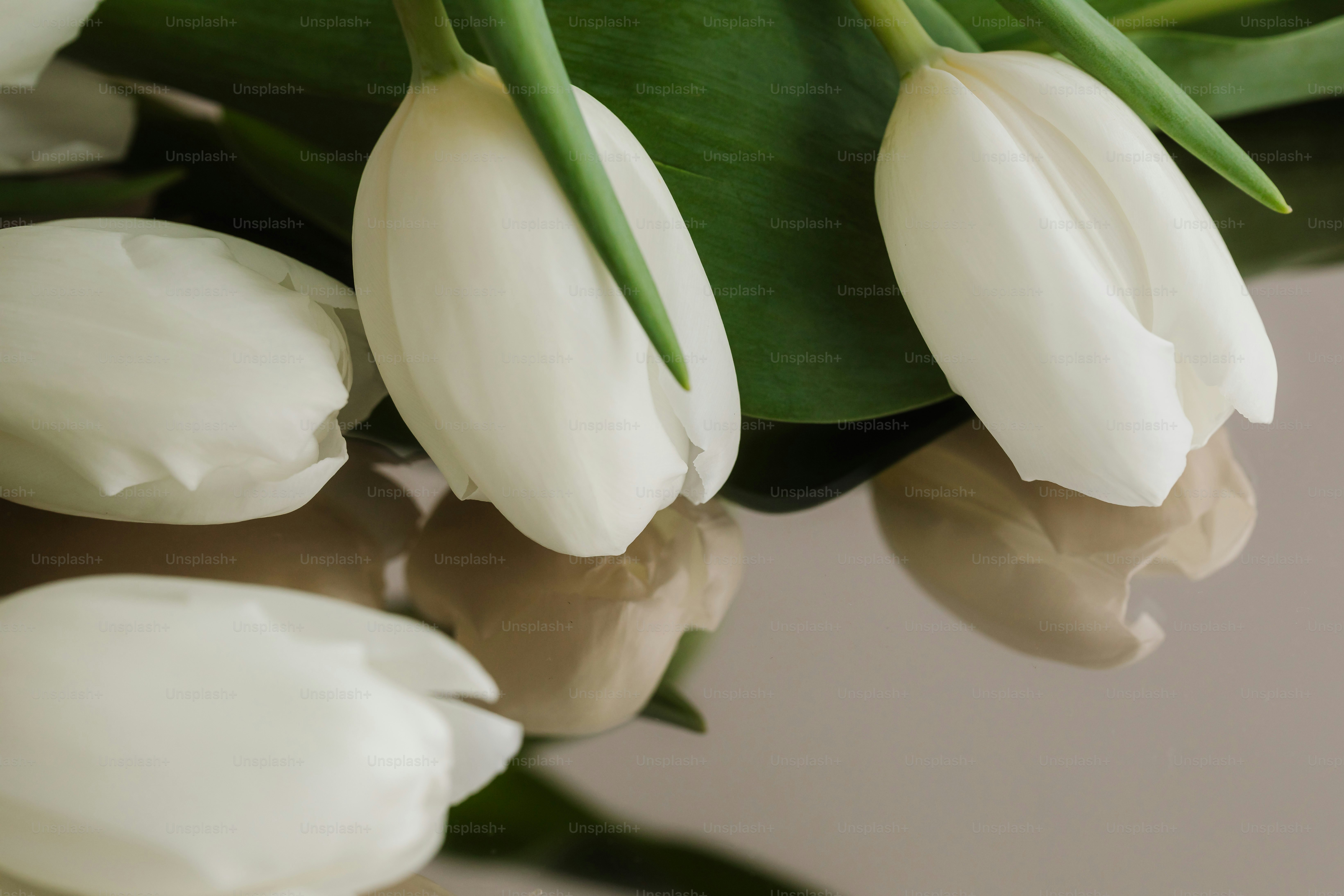 Bunga Tulip Putih