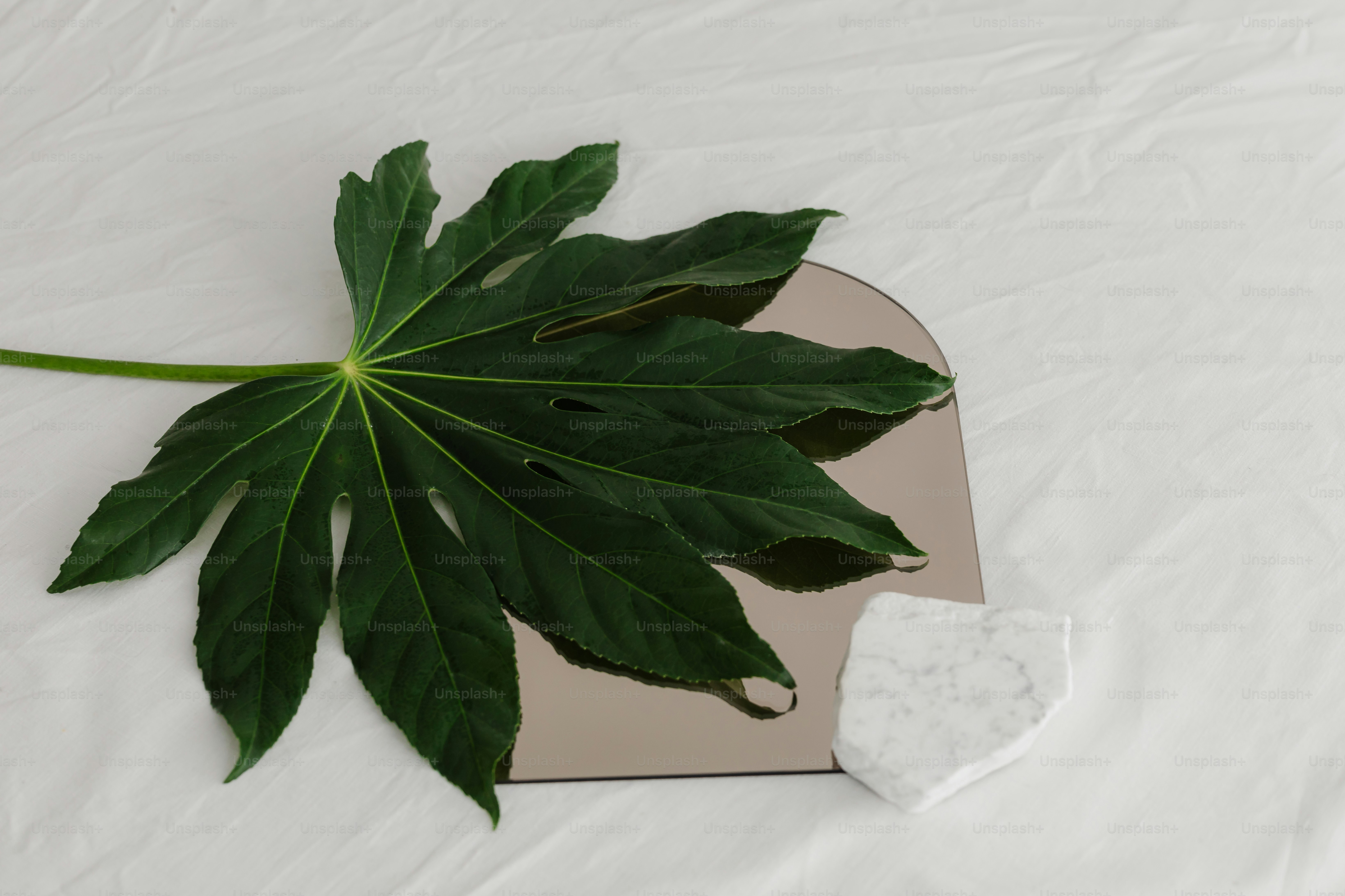 Une seule feuille verte se dresse contre la blanche. photo – Image de ...