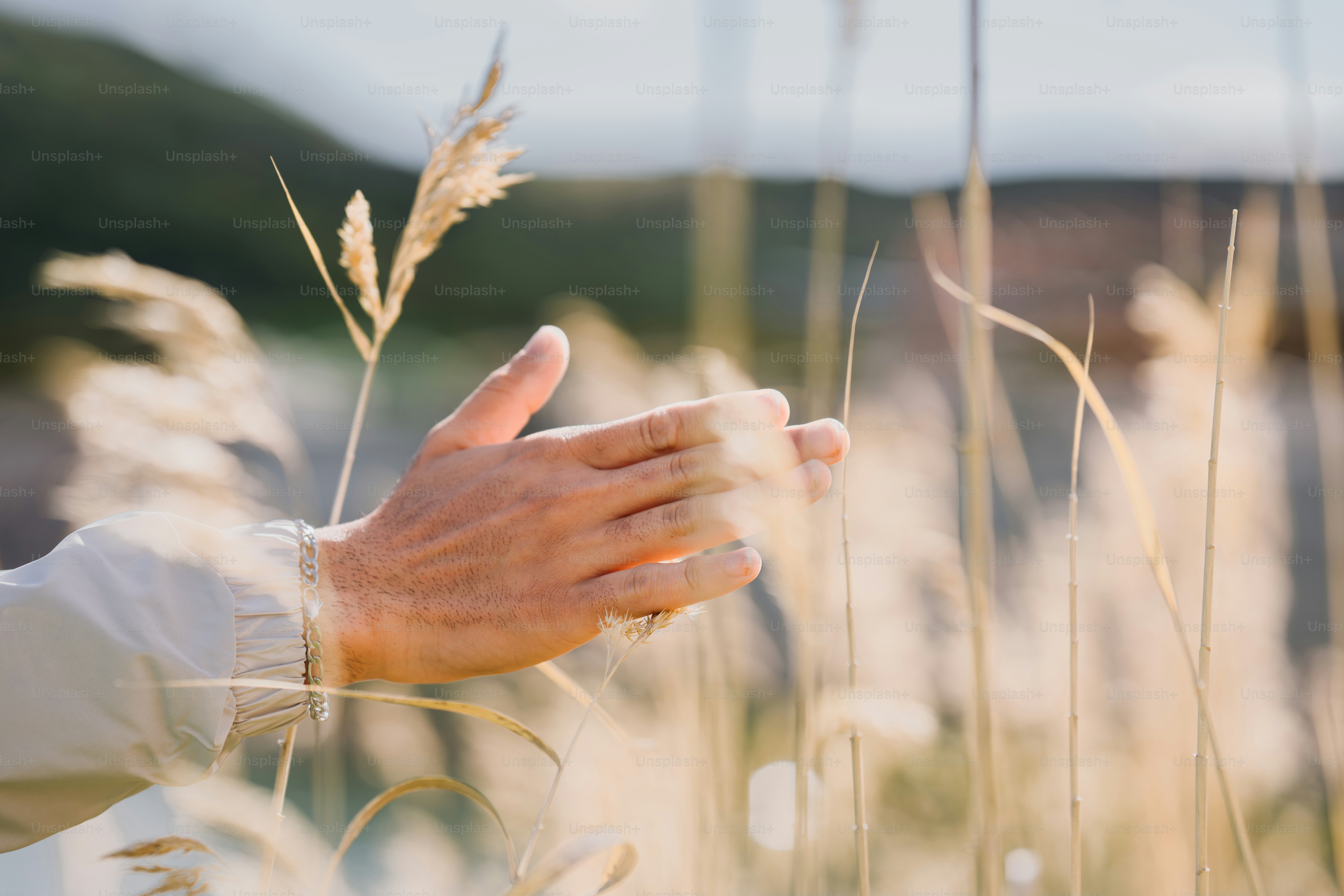 A hand gently holds a golden reed. photo – Natural Image on Unsplash