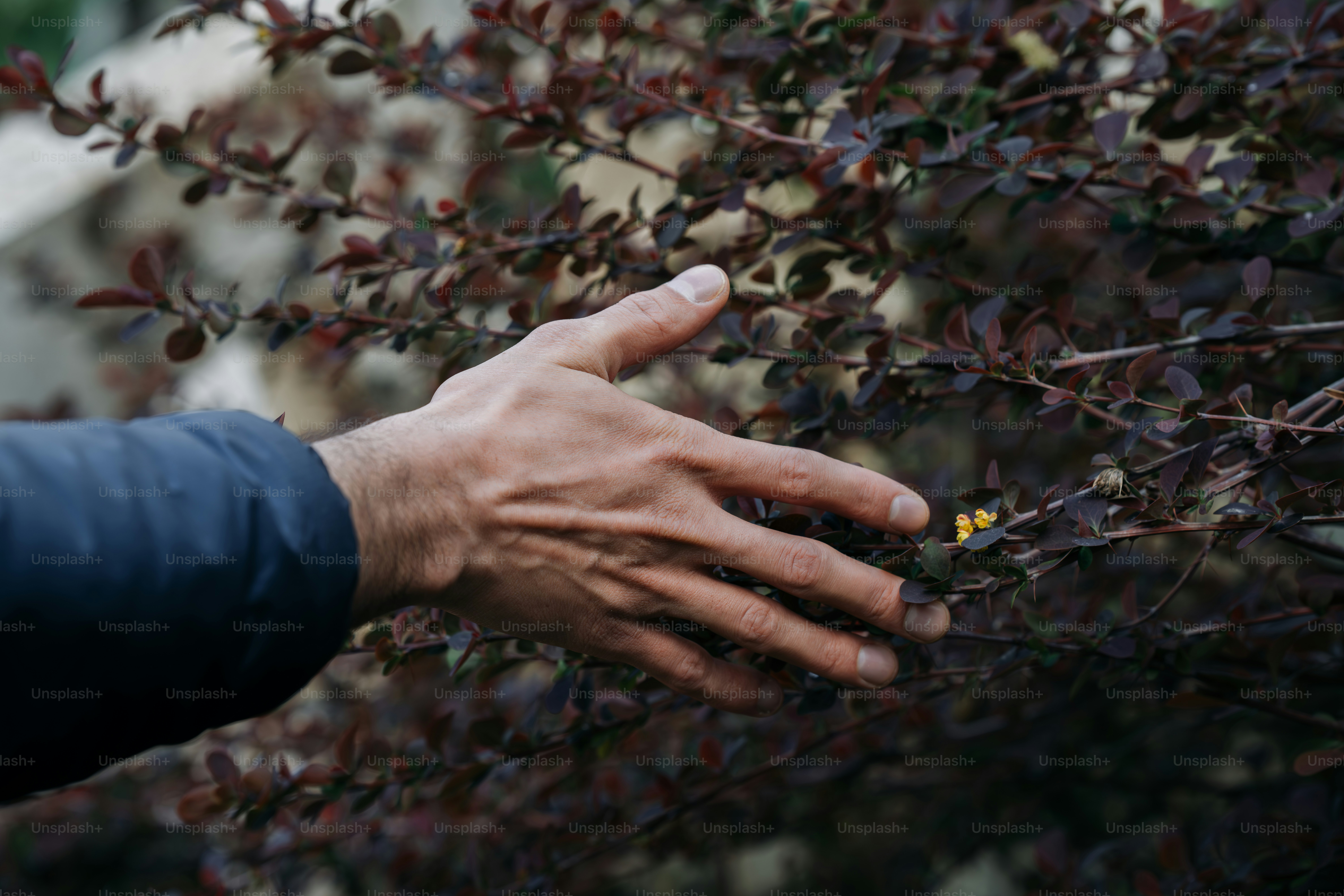 A hand reaches towards reddish bush. photo – Natural Image on Unsplash