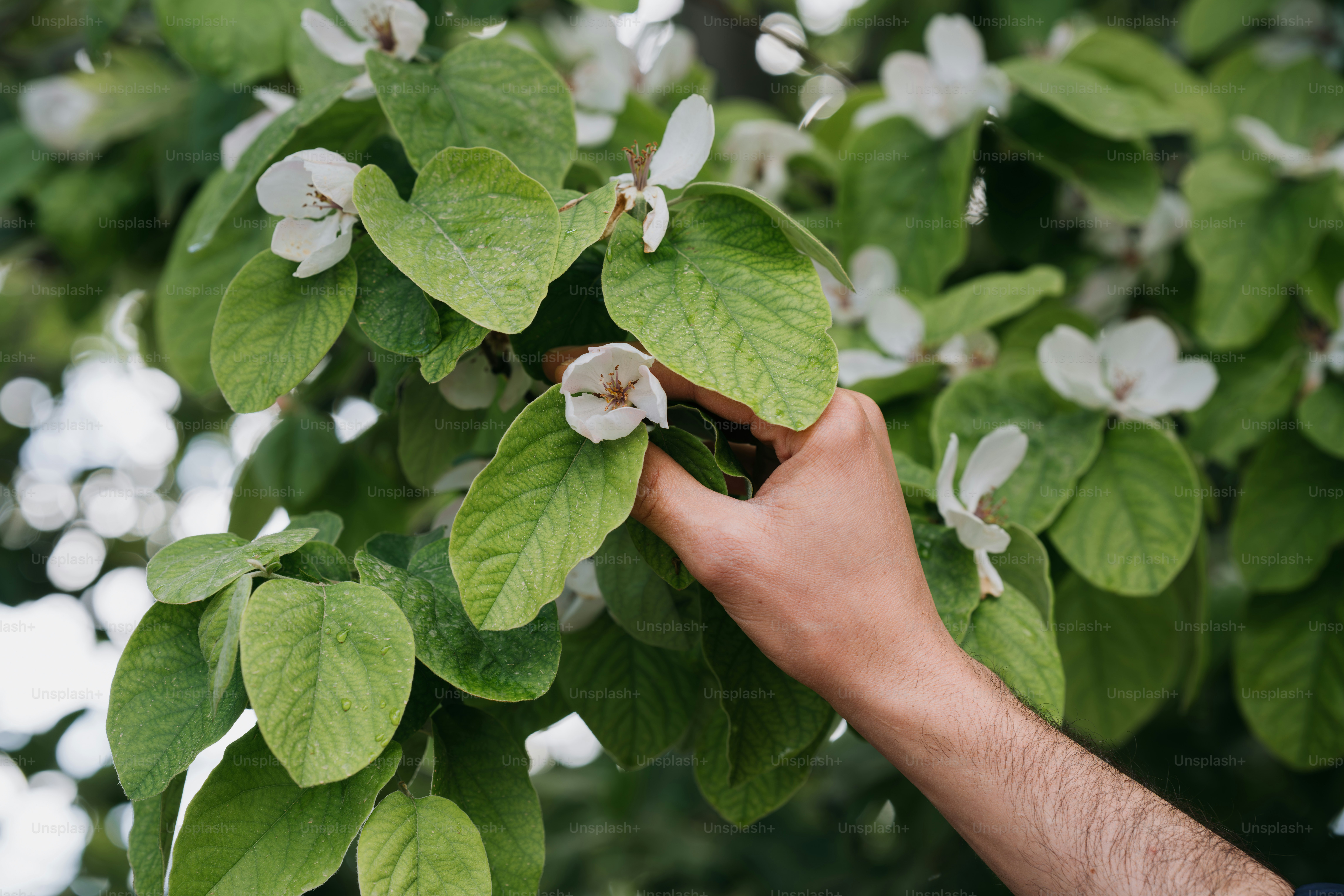Hand touching flowers and green leaves on a branch. photo – Natural ...