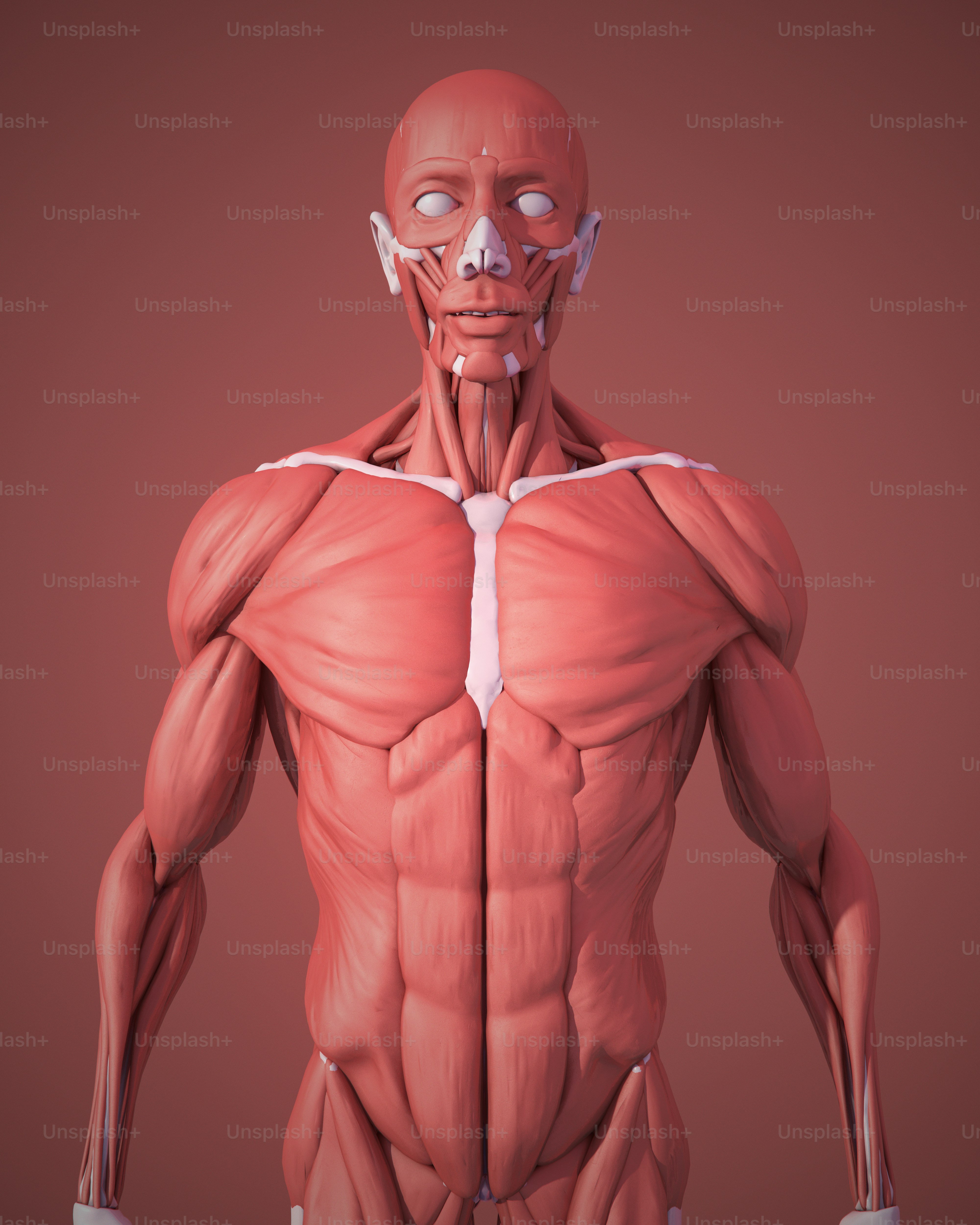 Se muestra una representación anatómica de la musculatura humana. foto ...