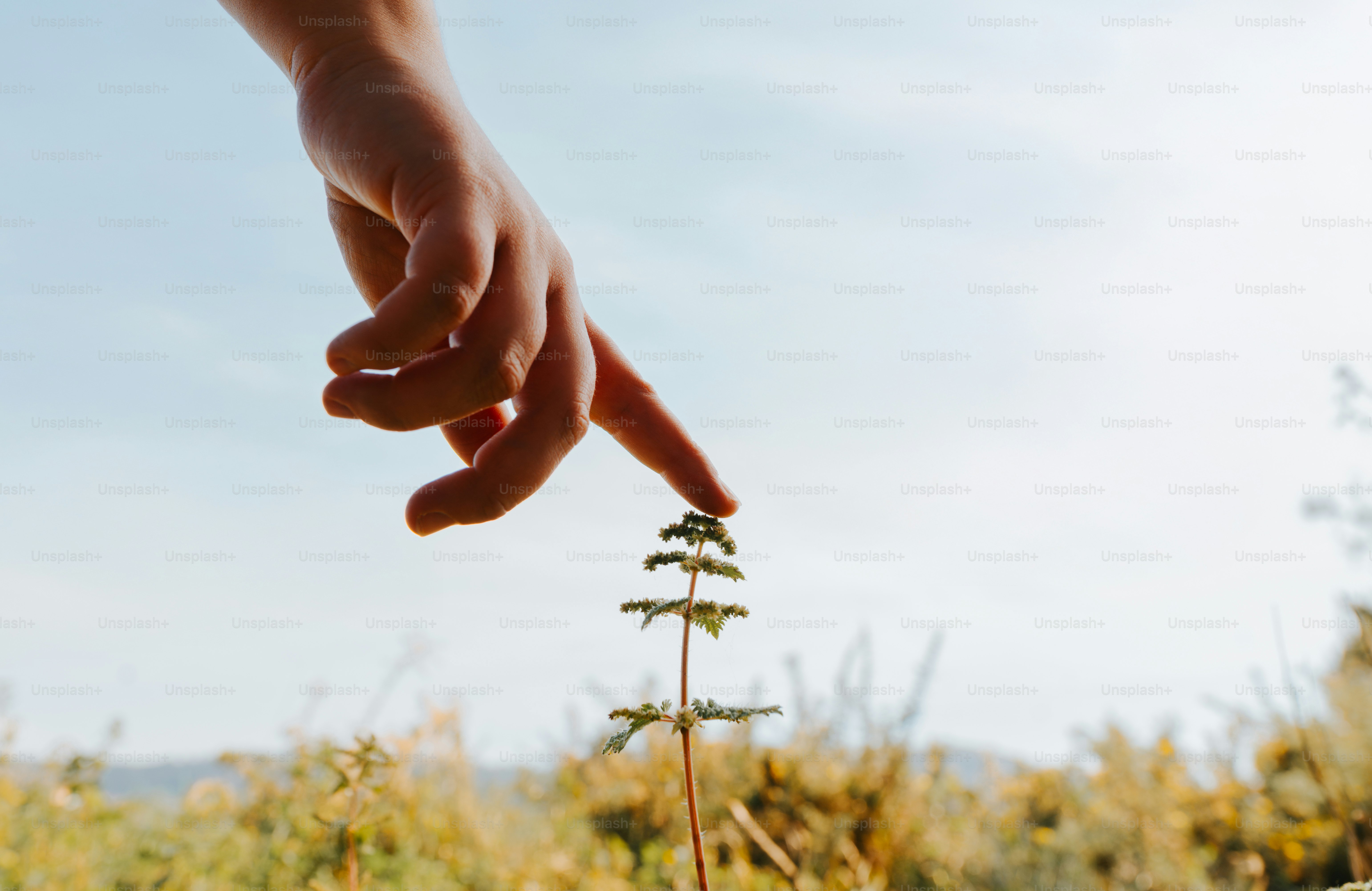 A hand delicately touches a small plant. photo – Hands Image on Unsplash