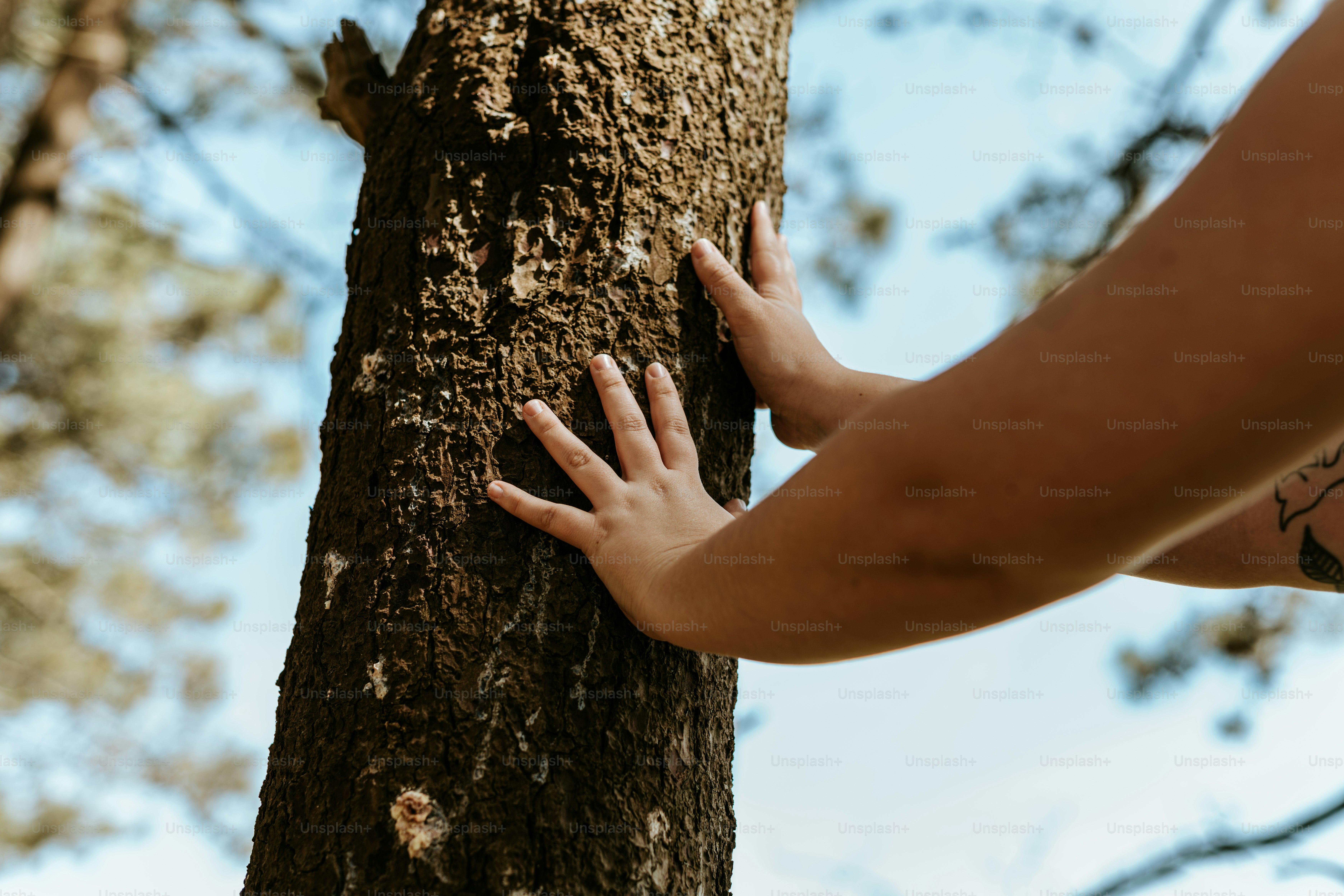 Hands gently touch a tree's rough bark. photo – Hands Image on Unsplash