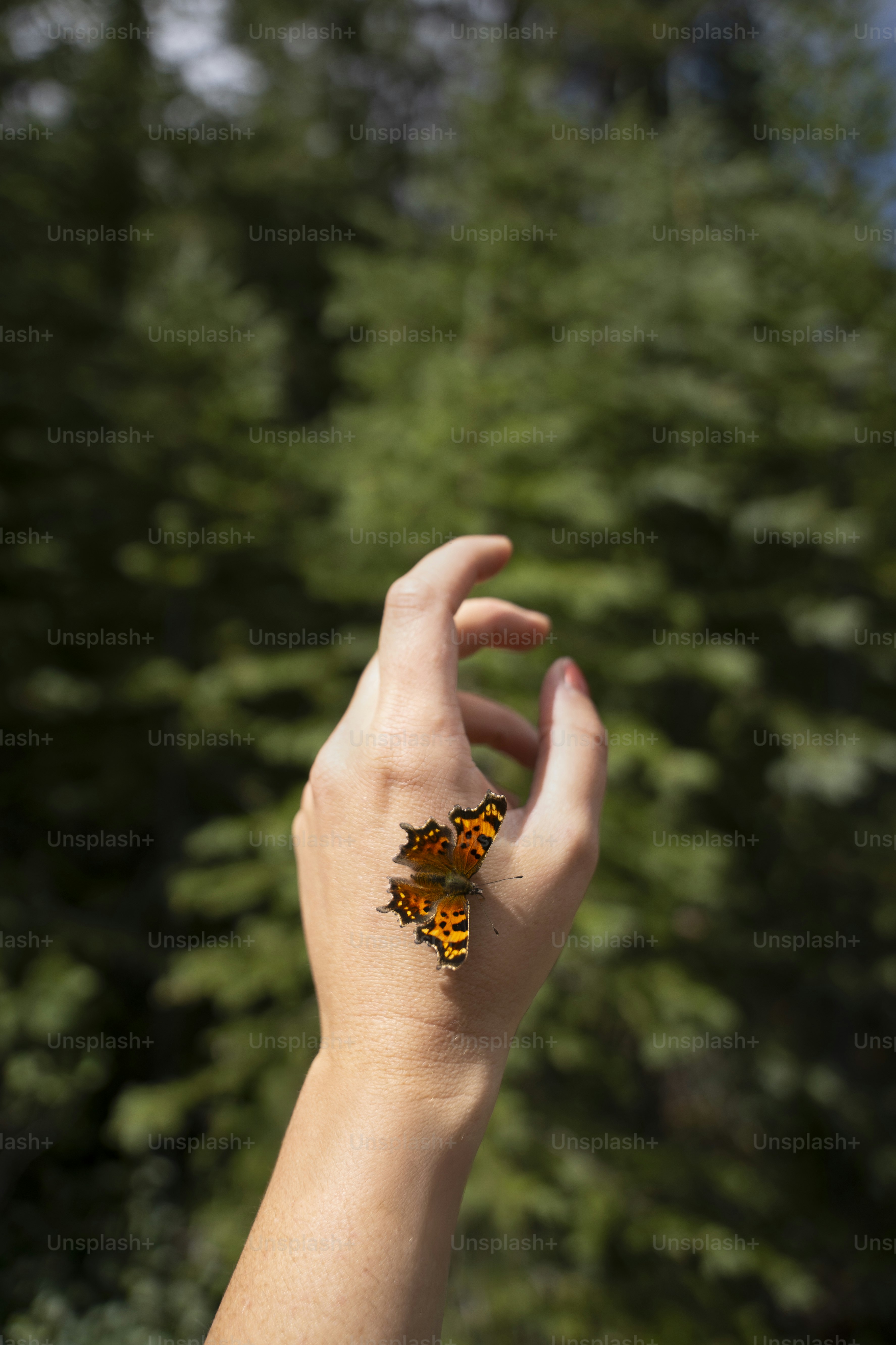 A butterfly rests on someone's outstretched hand. photo – Butterfly ...