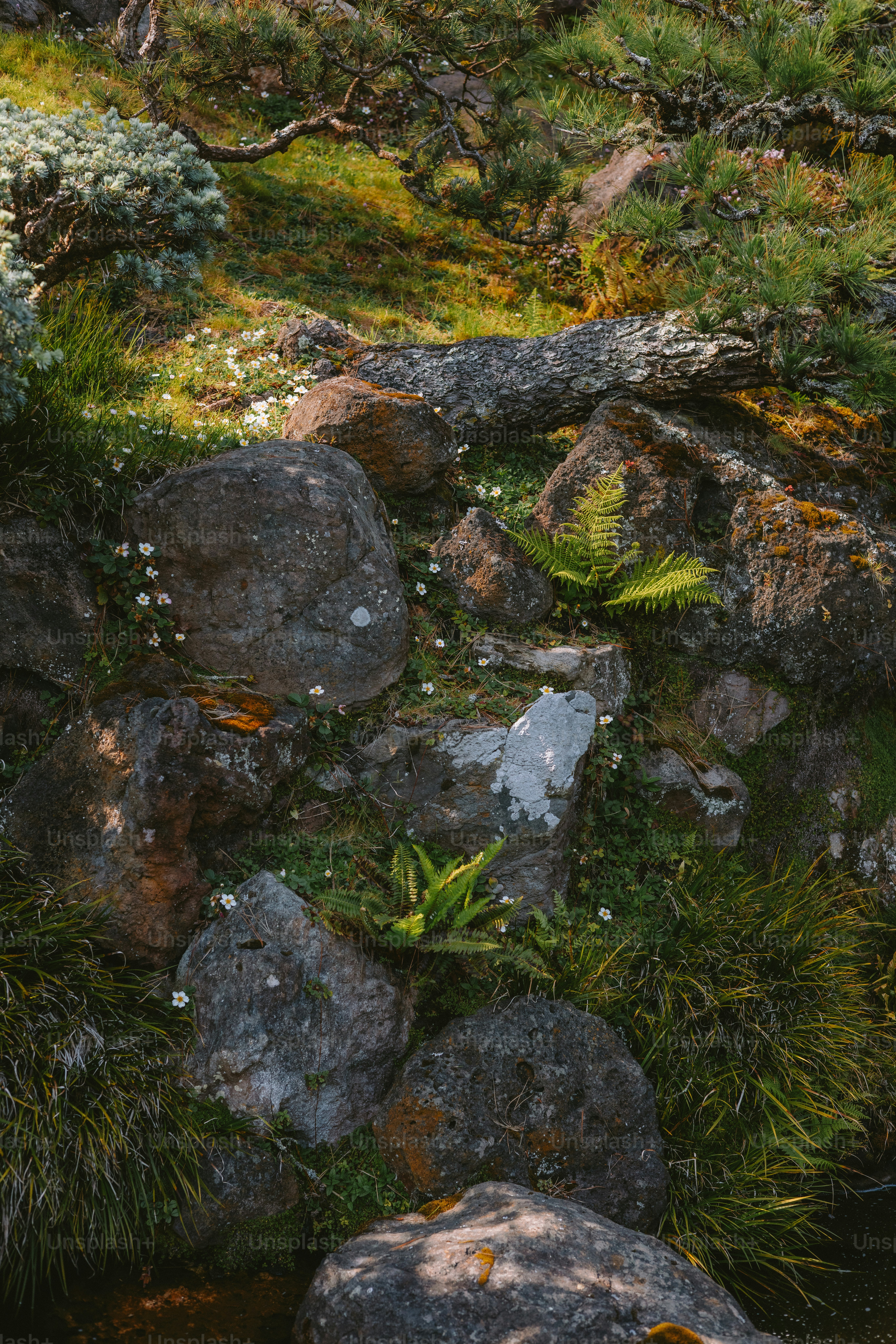 Rocky terrain with greenery and sunshine. photo – Garden Image on Unsplash