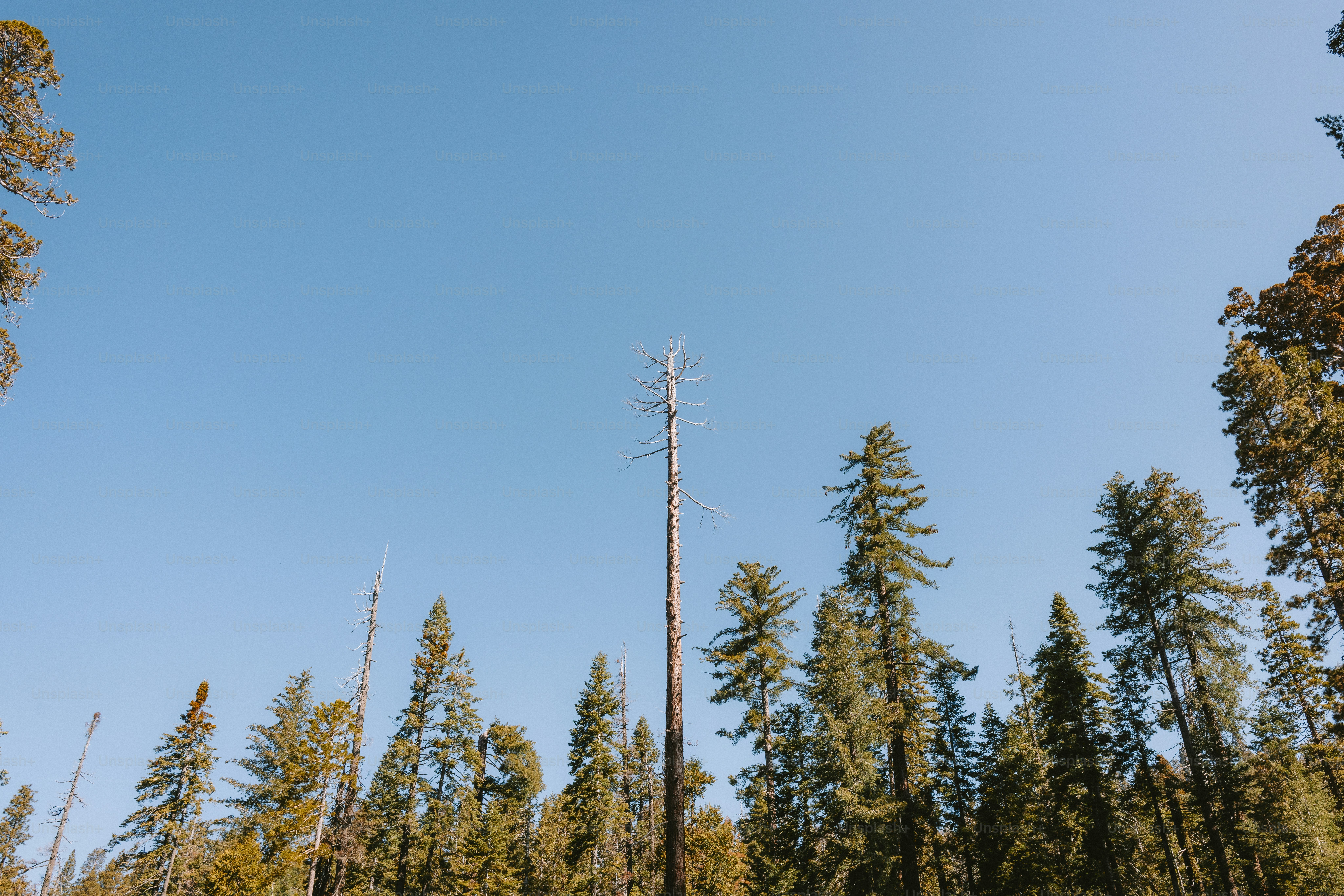 Tall trees reach towards a bright blue sky. photo – Forest Image on ...