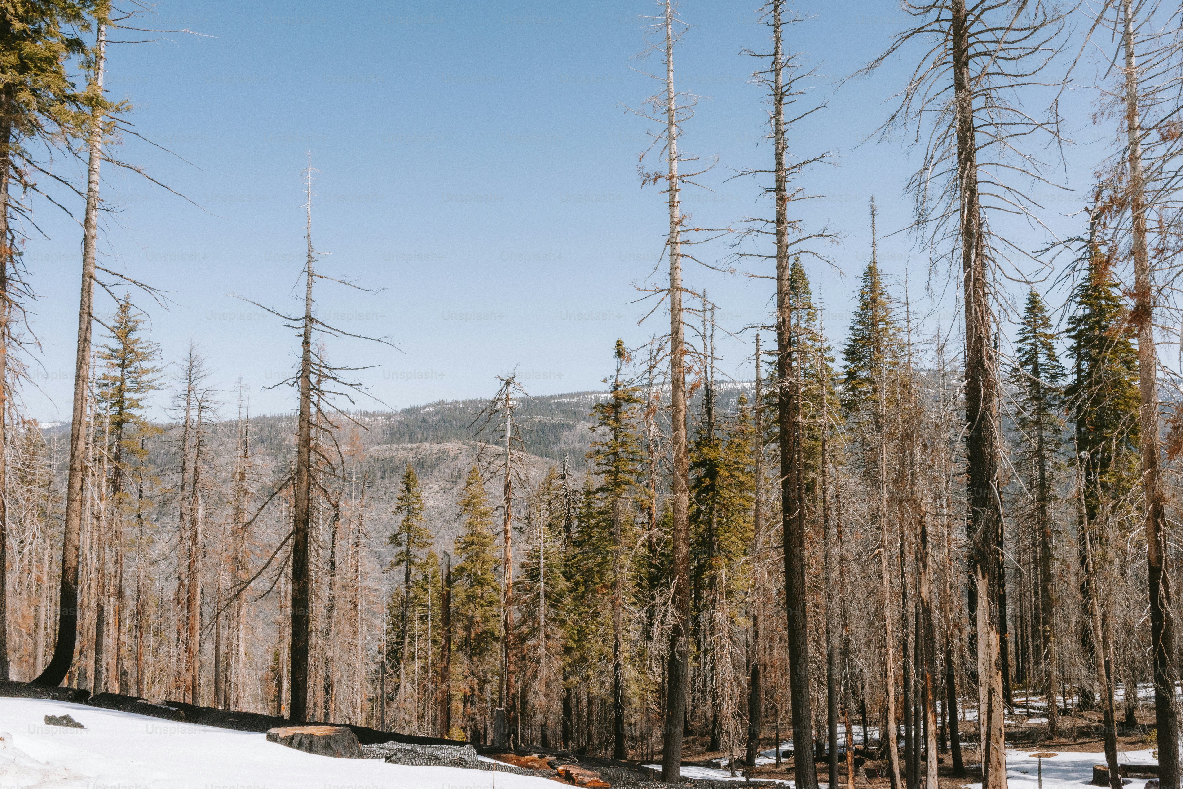 Dead trees stand in a snowy forest. photo – Forest Image on Unsplash