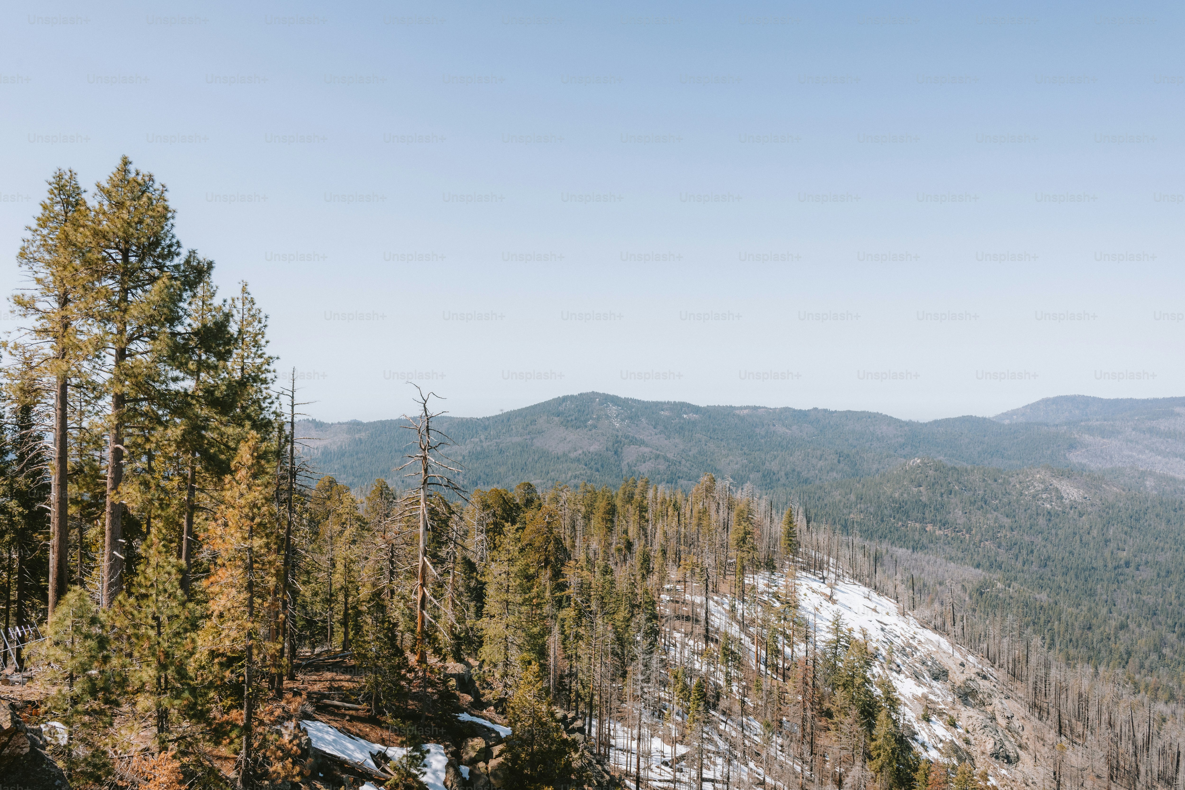 A mountain vista with trees and a clear blue sky. photo – Forest Image ...