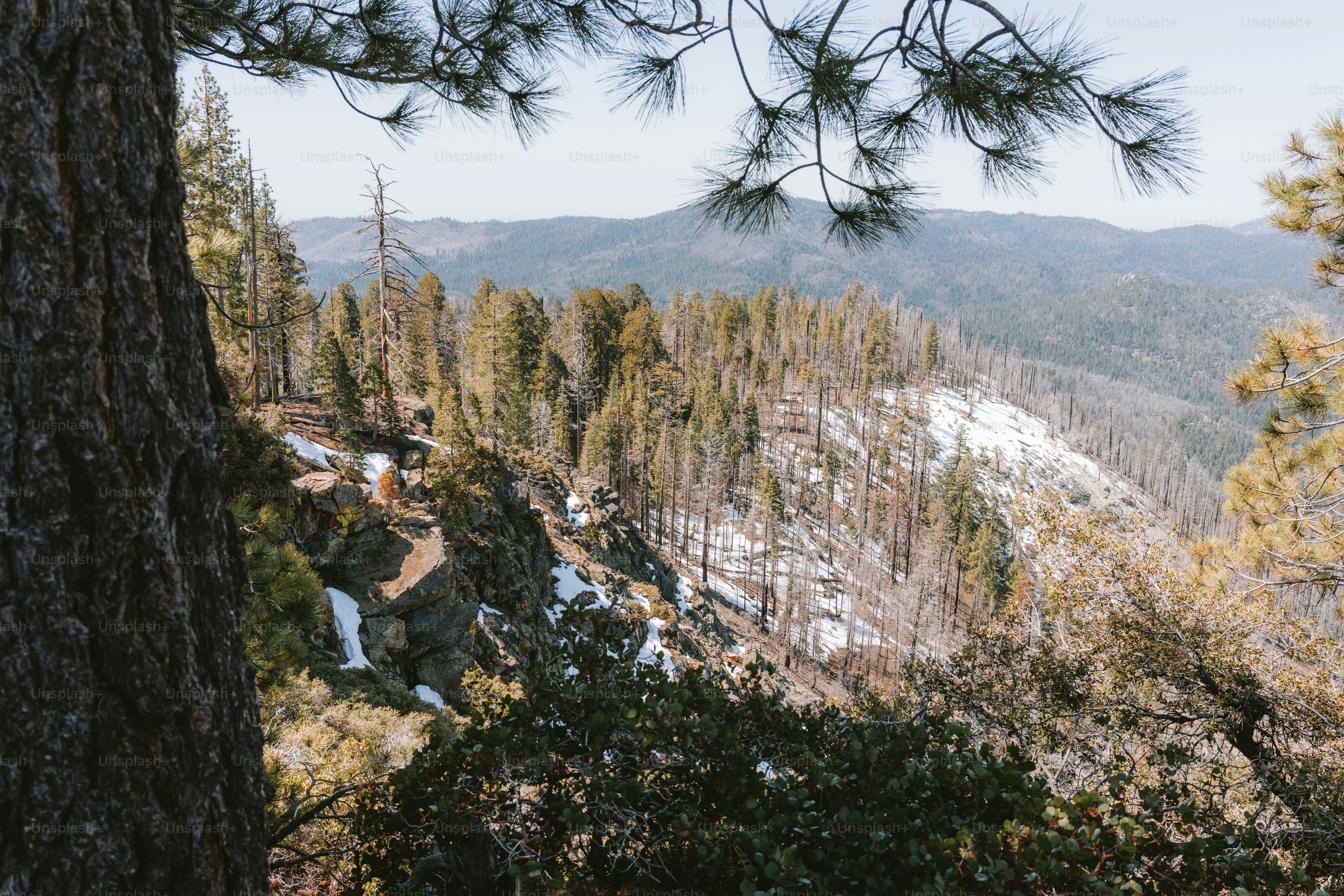 Snowy mountains peek through the green trees. photo – Forest Image on ...