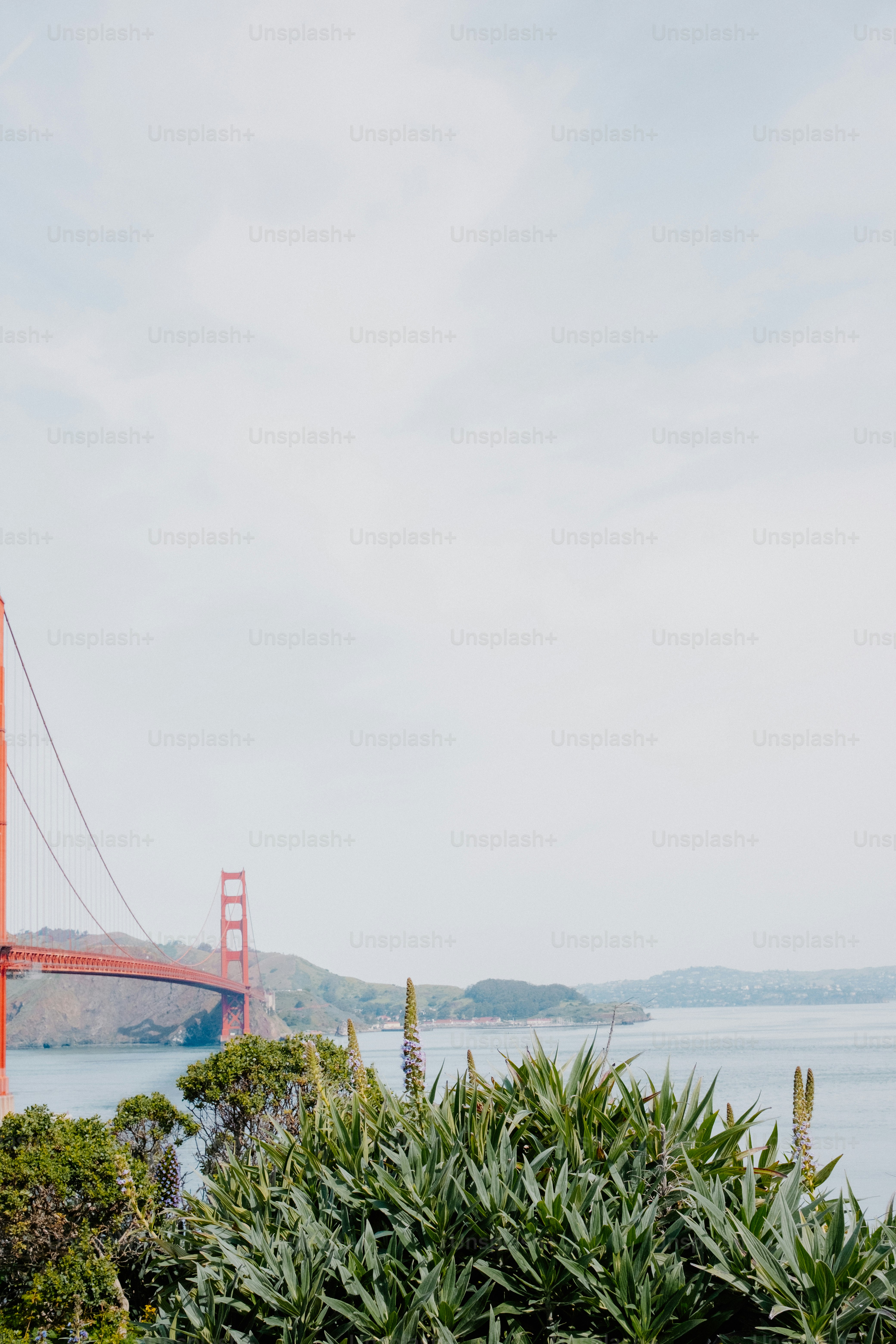 El puente Golden Gate se eleva sobre flores vibrantes. foto – Imagen de ...