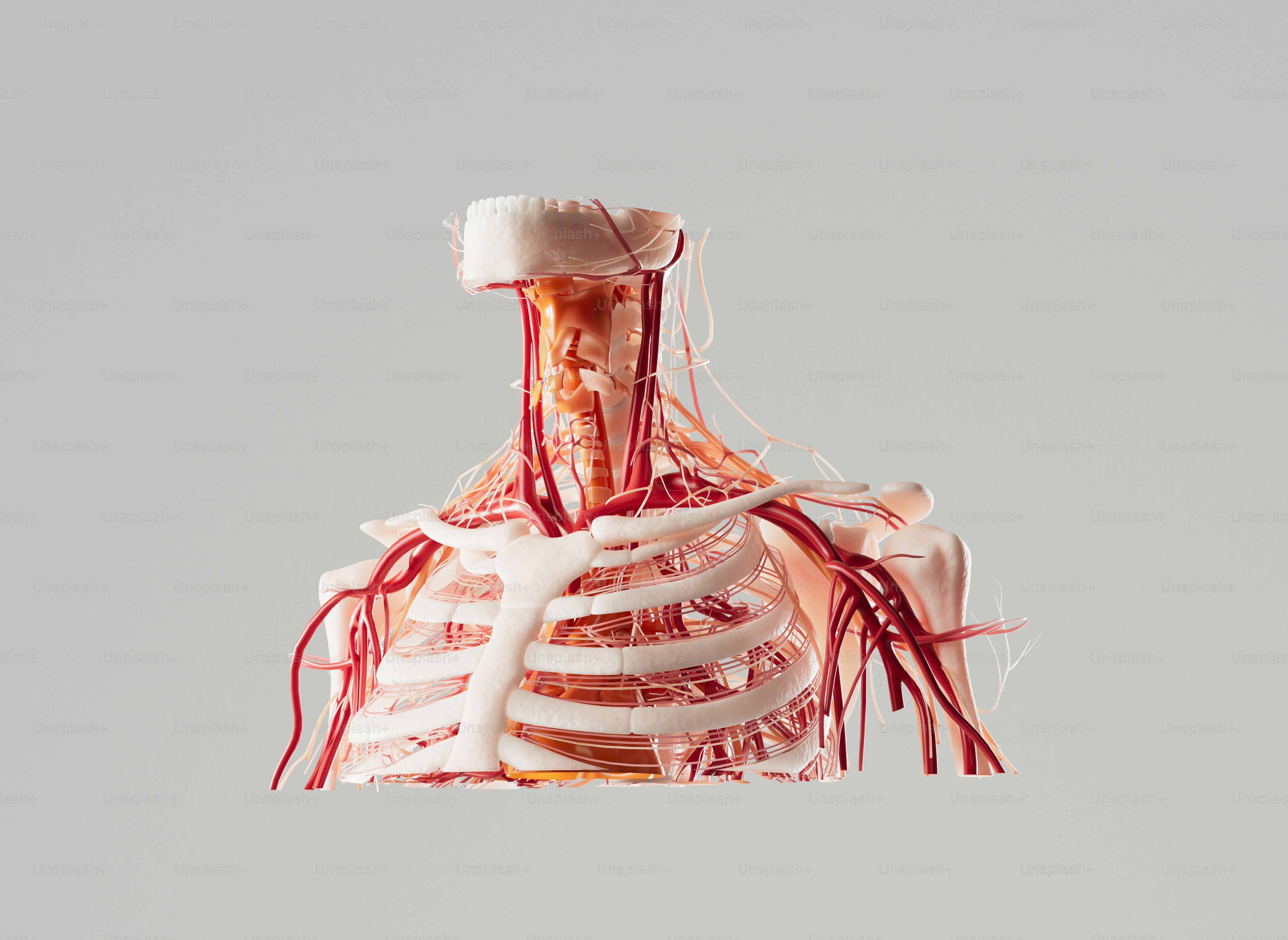 Anatomy of the neck, spine, and shoulder. photo – Health Image on Unsplash
