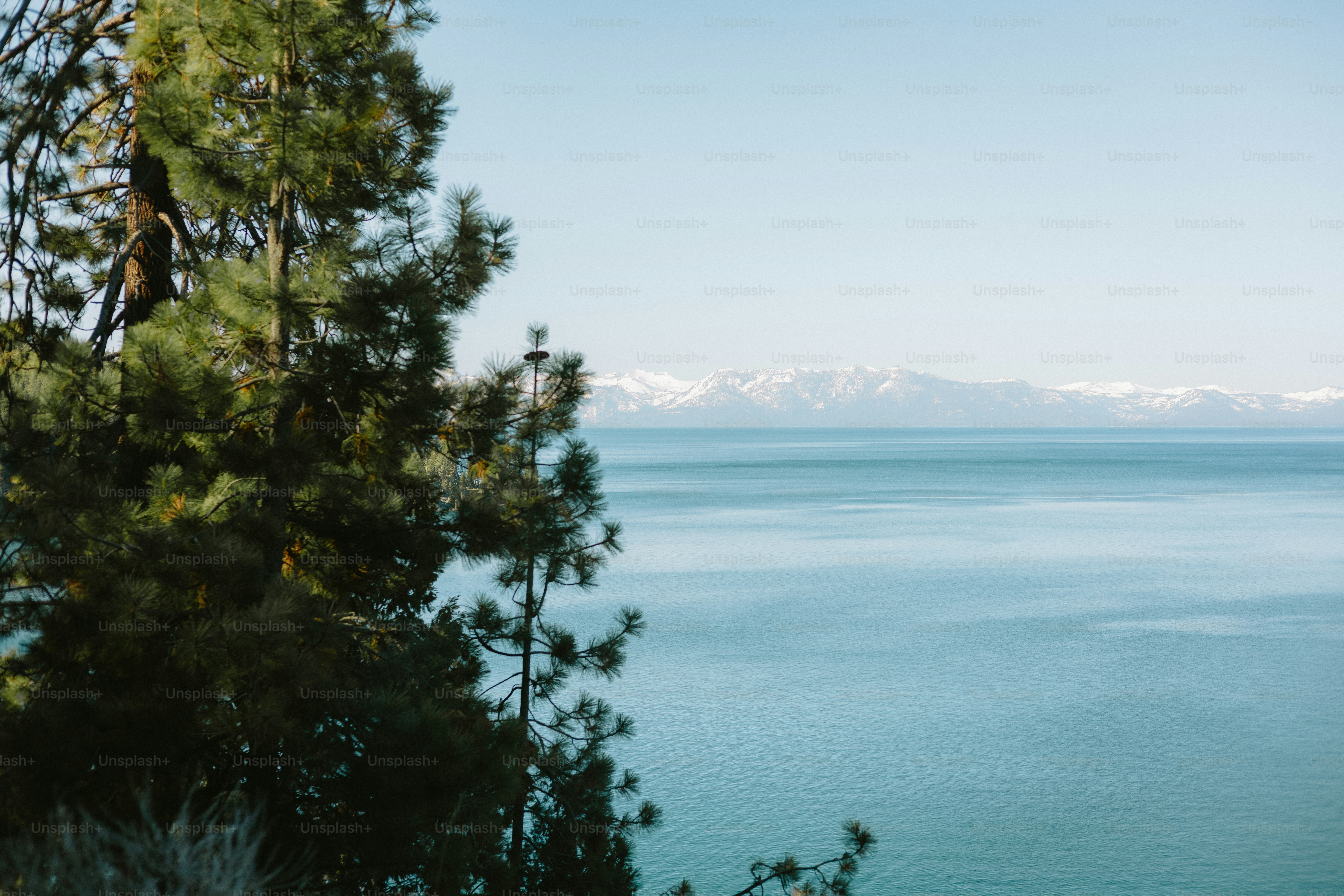 Trees overlook a blue lake with distant mountains. photo – Forest Image ...