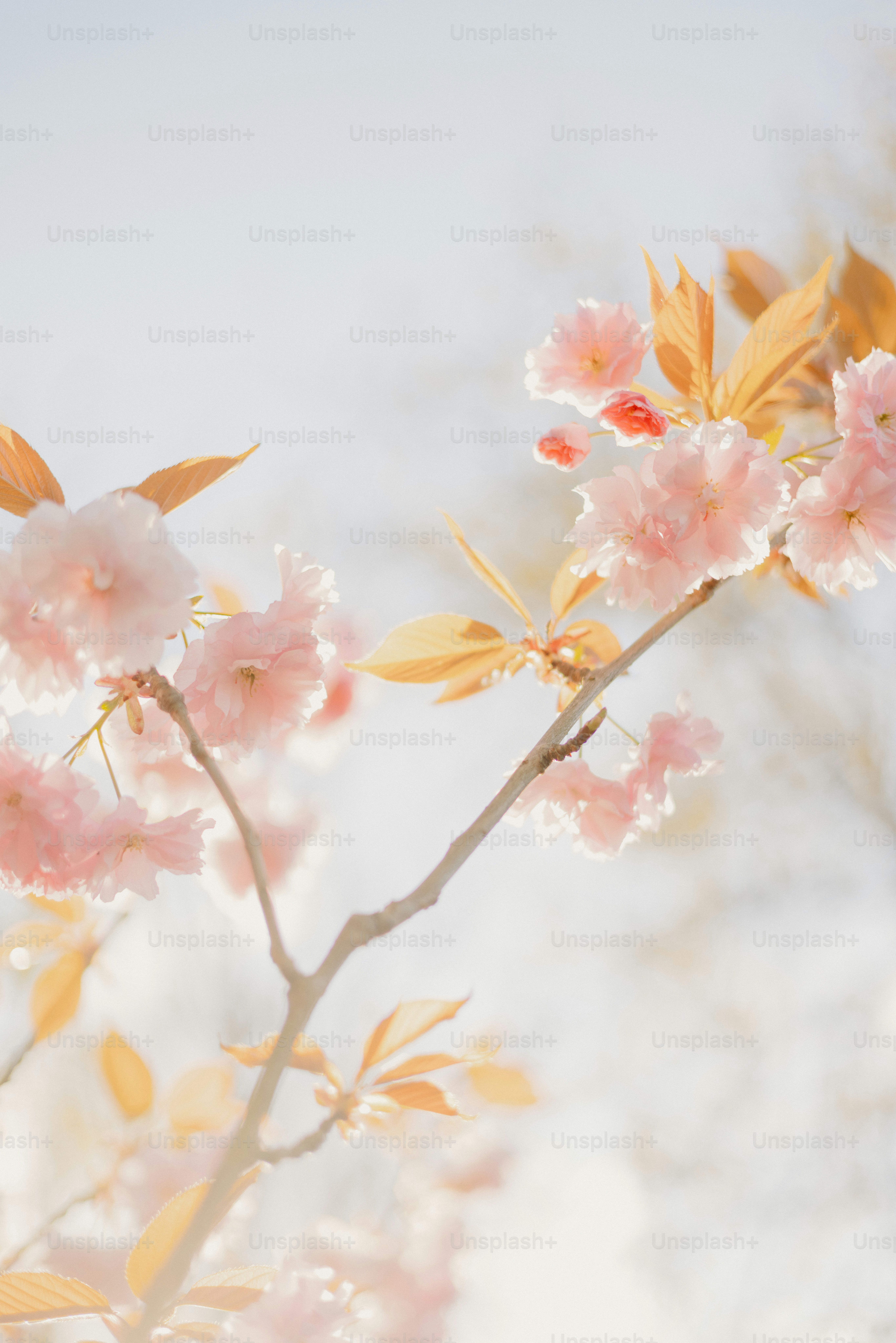 Soft pink cherry blossoms bloom in the sunlight. photo – Flower Image ...