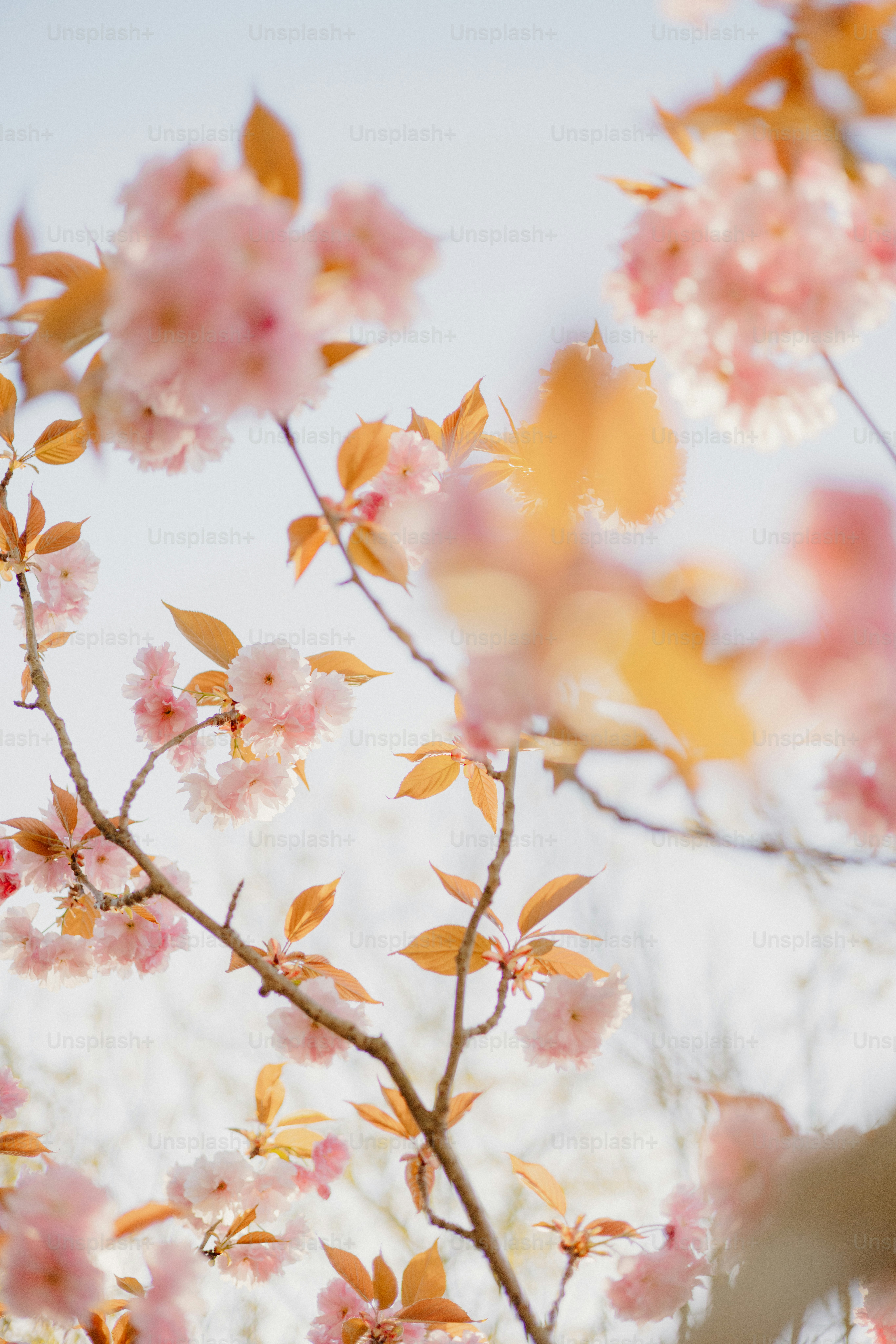 Pink blossoms bloom on a tree branch. photo – Flower Image on Unsplash