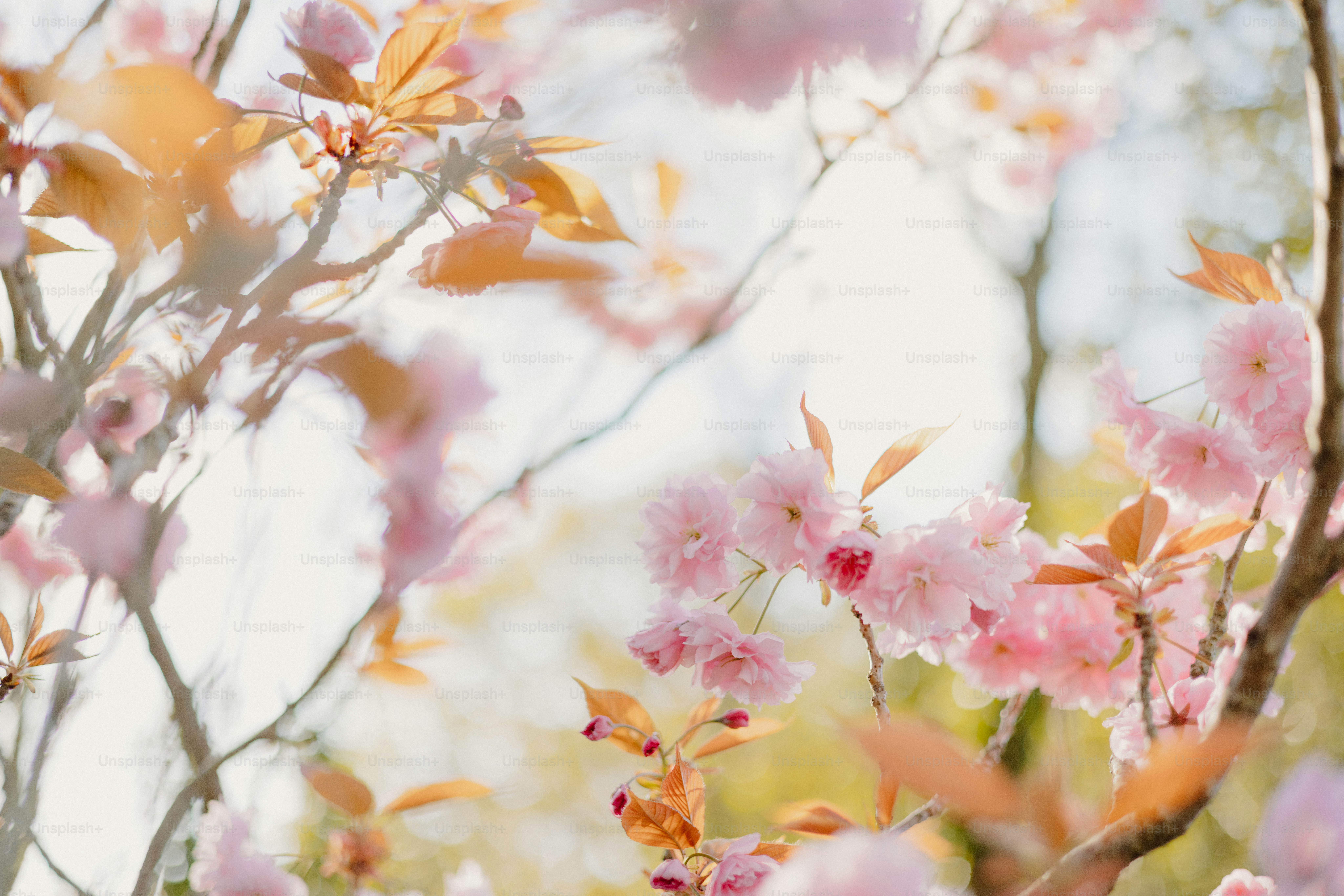 Les fleurs roses fleurissent magnifiquement au soleil printanier. photo ...