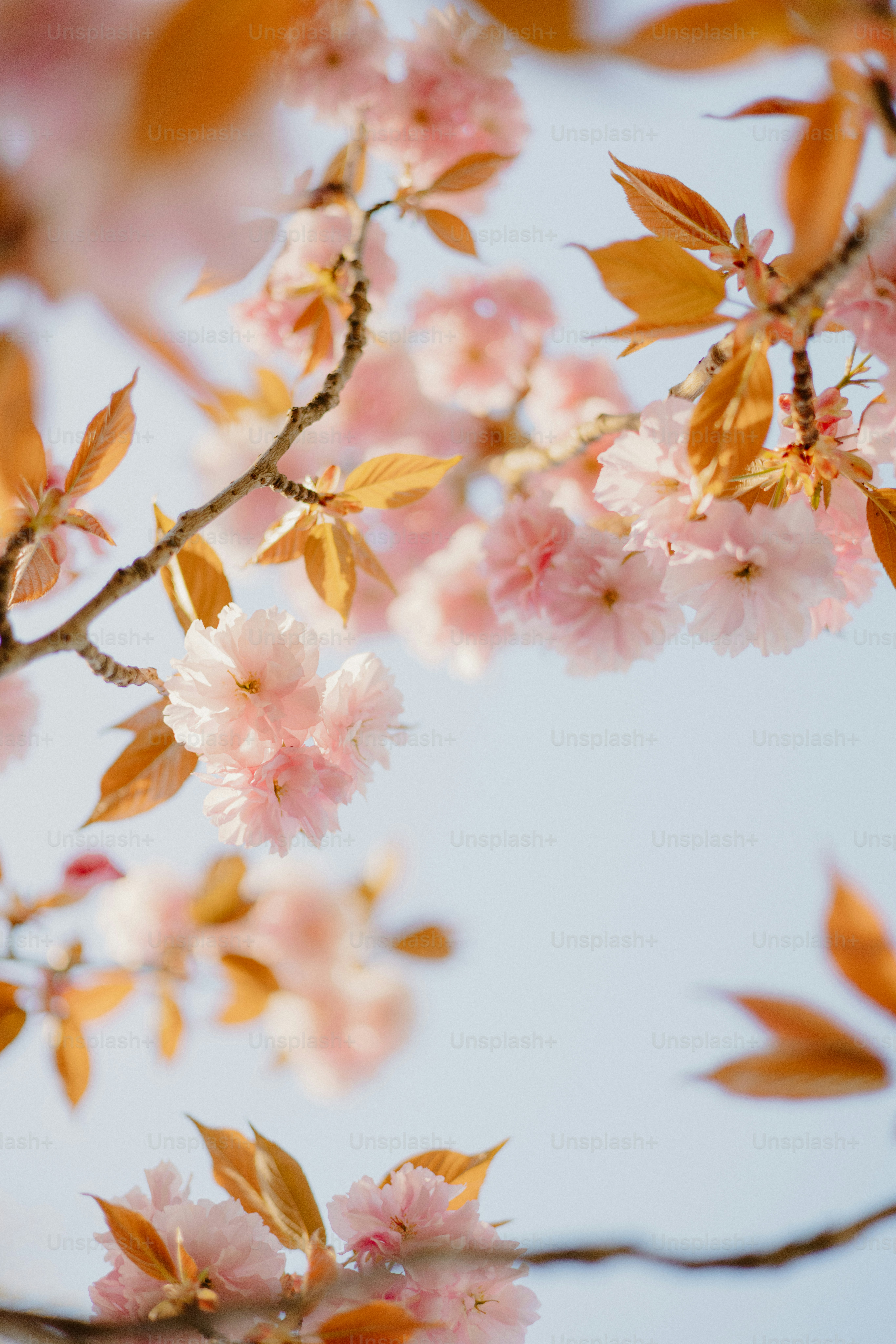 Pink cherry blossoms bloom beautifully in the sunlight. photo – Flower ...
