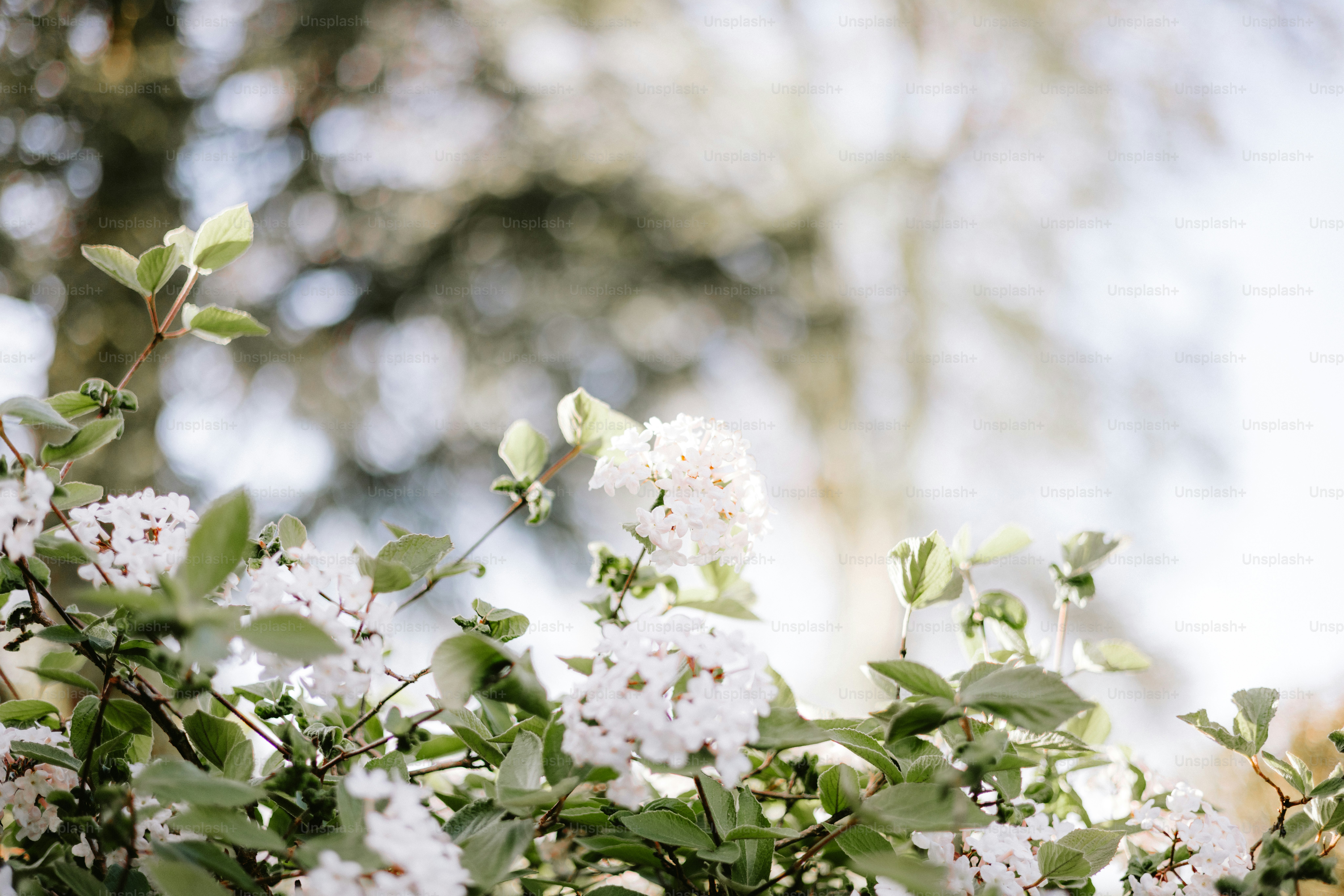 Las flores blancas florecen en un entorno difuminado y suave. foto ...