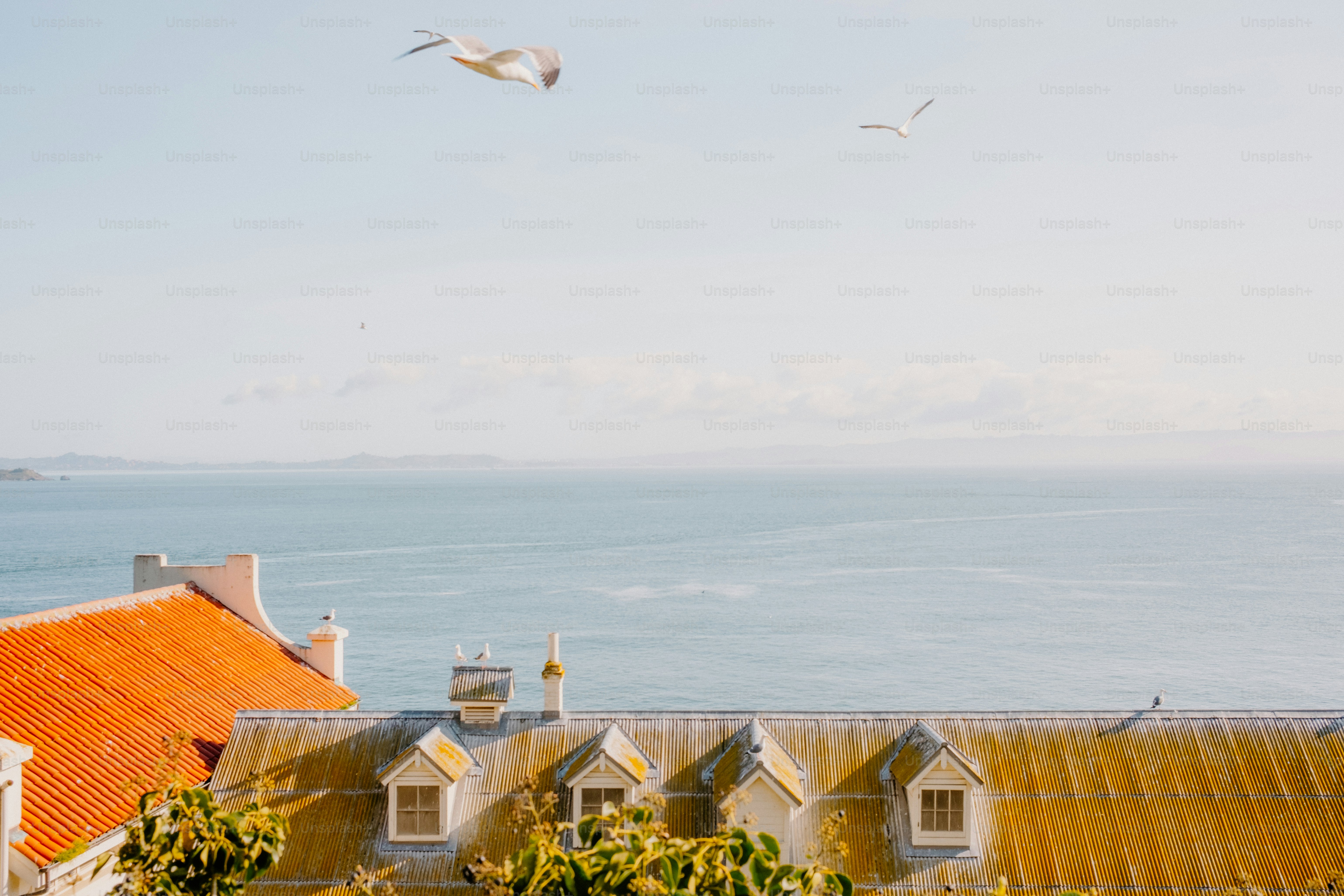 Seagulls fly over rooftops and the sea. photo – Building Image on Unsplash