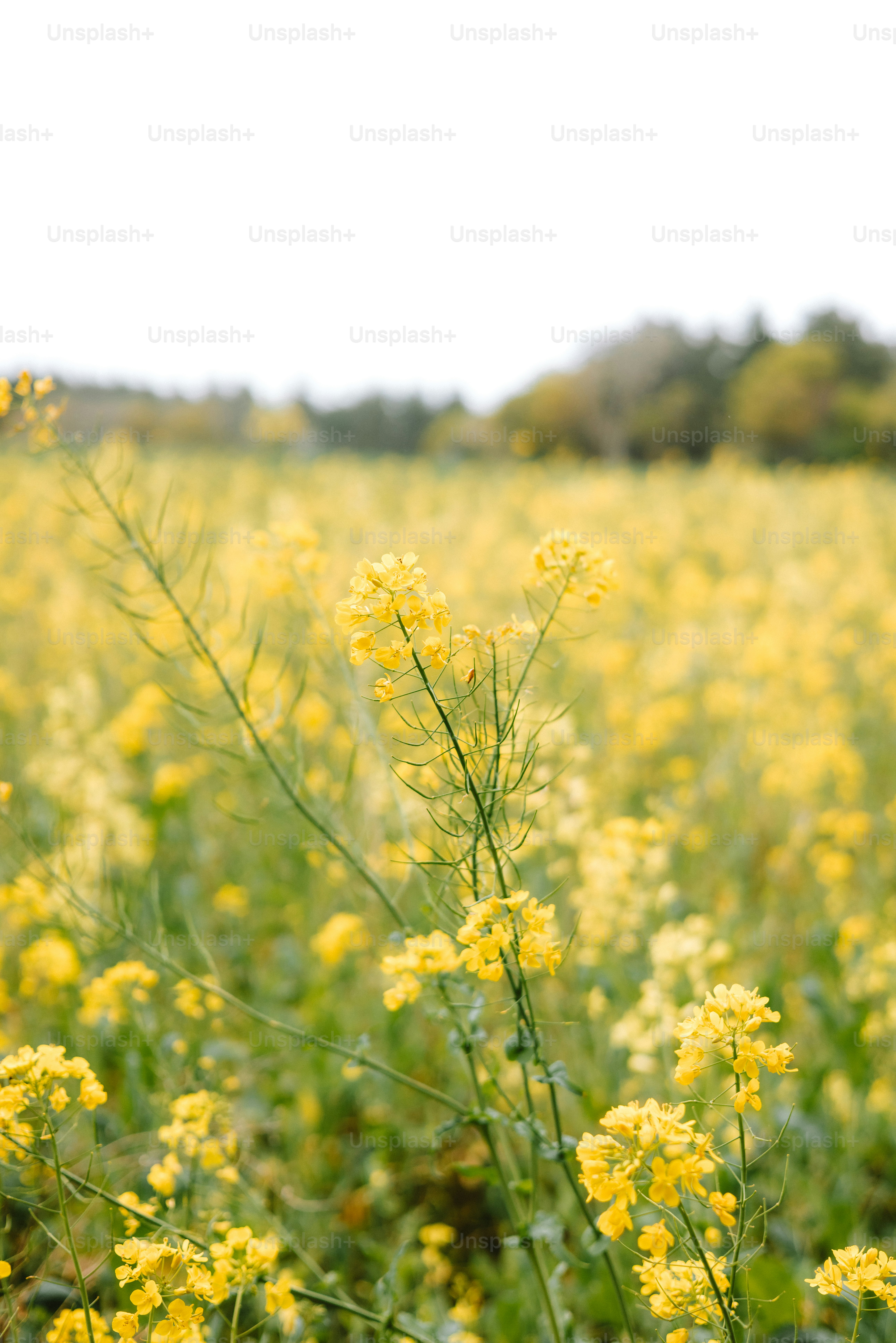 A field of bright yellow flowers. photo – Agriculture Image on Unsplash