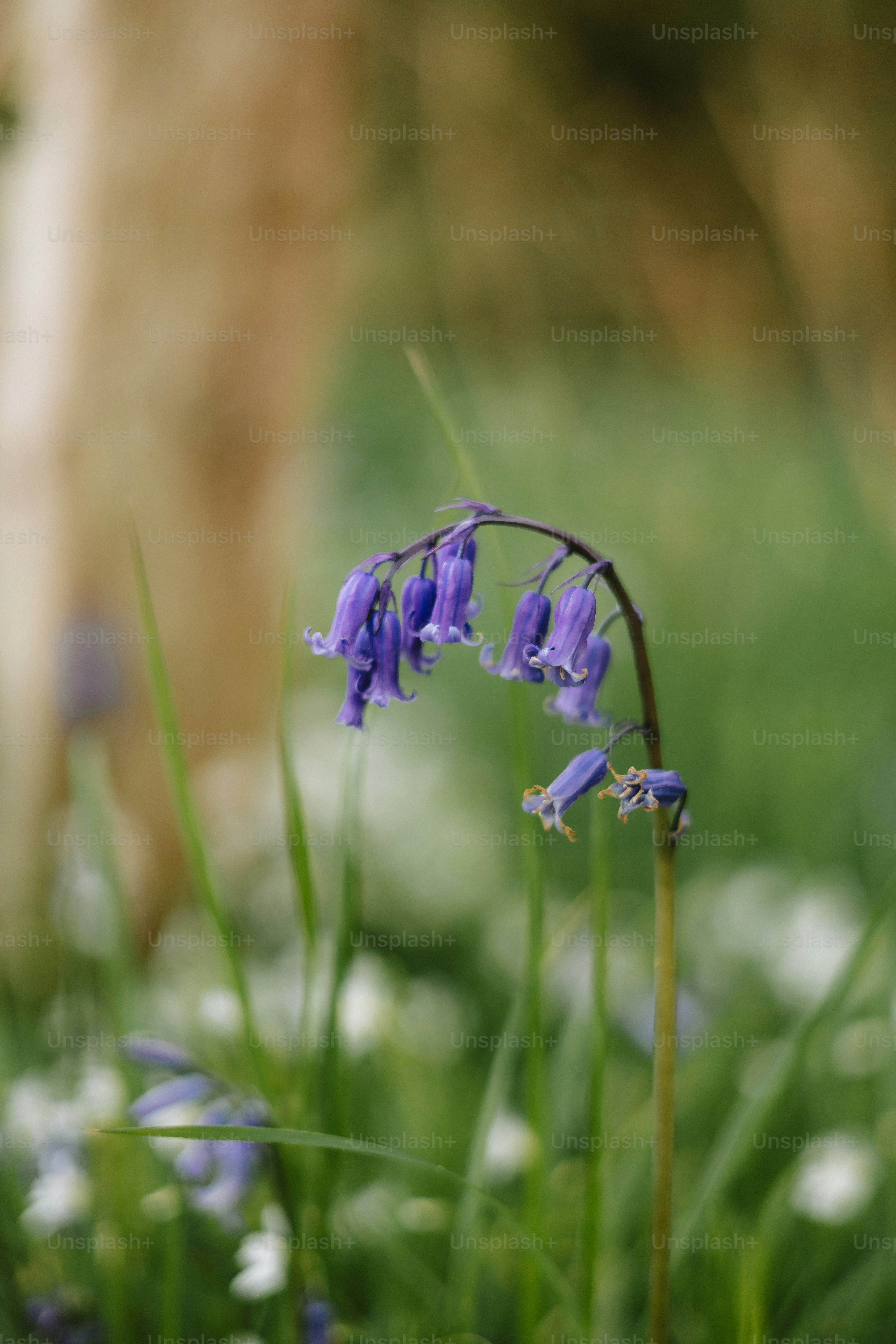 Bluebells blooming in a vibrant green field. photo – Flower Image on ...