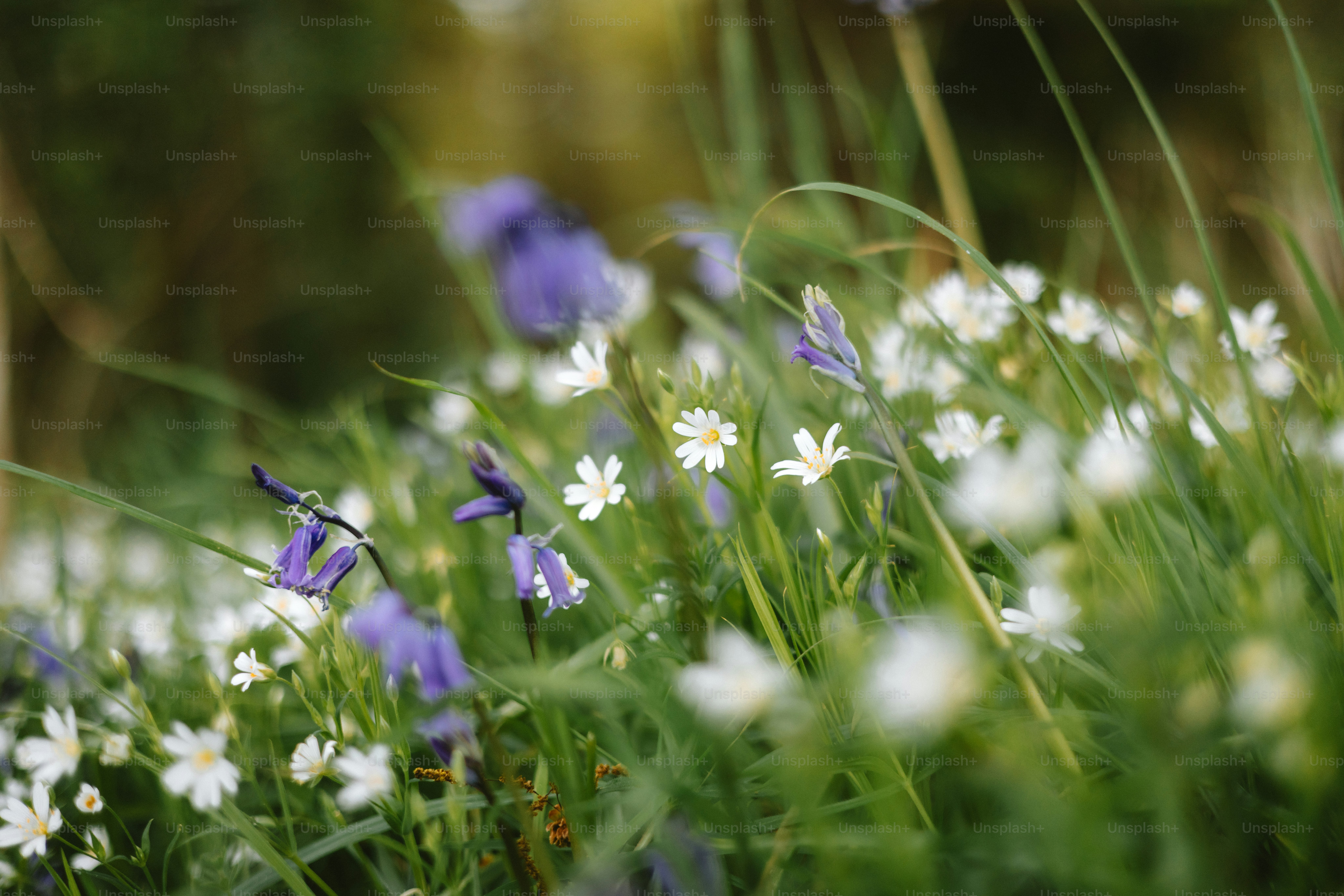 Bluebells and white flowers grow amongst greenery. photo – Spring ...