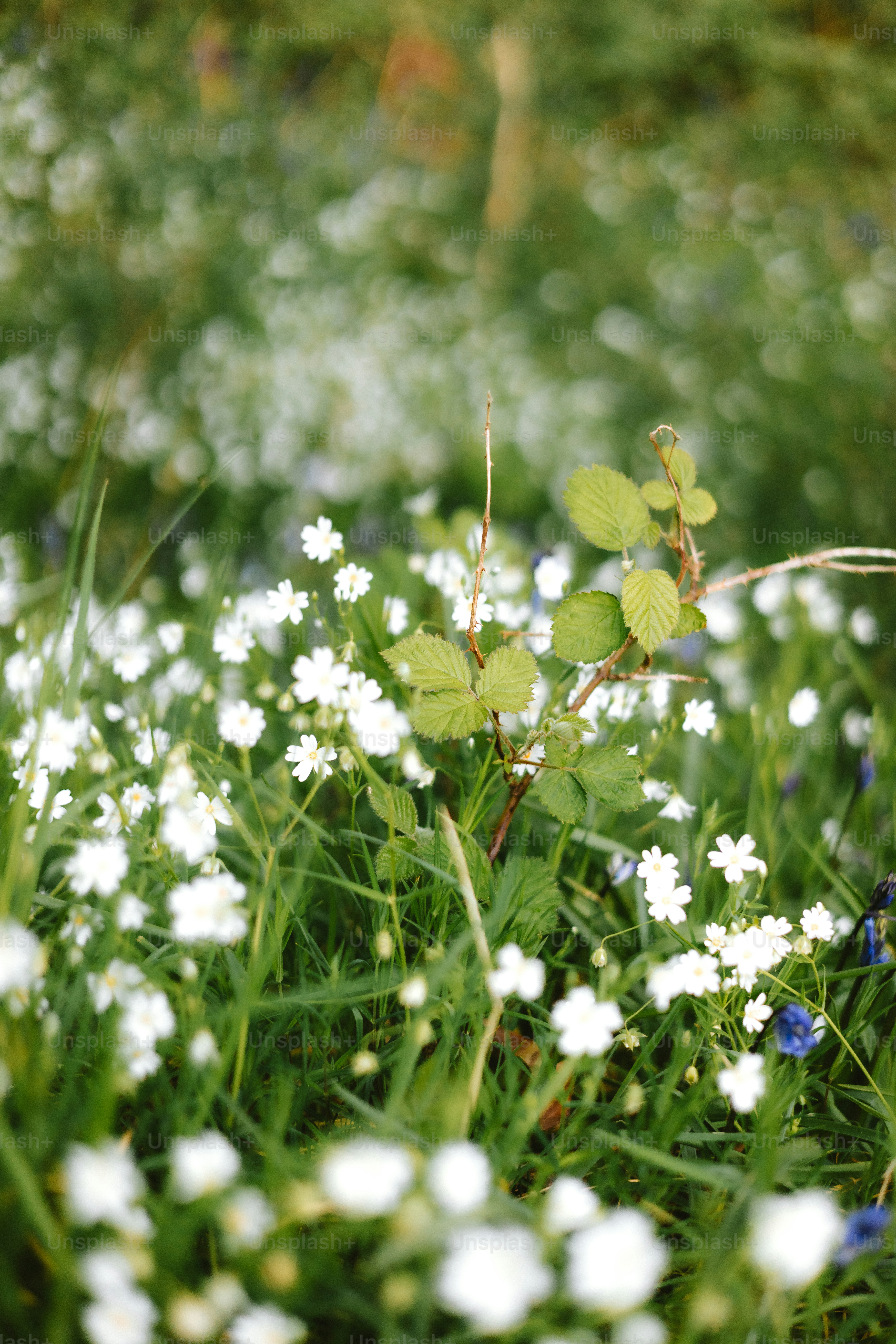 Foto Bunga putih dan rumput hijau menciptakan pemandangan yang damai ...
