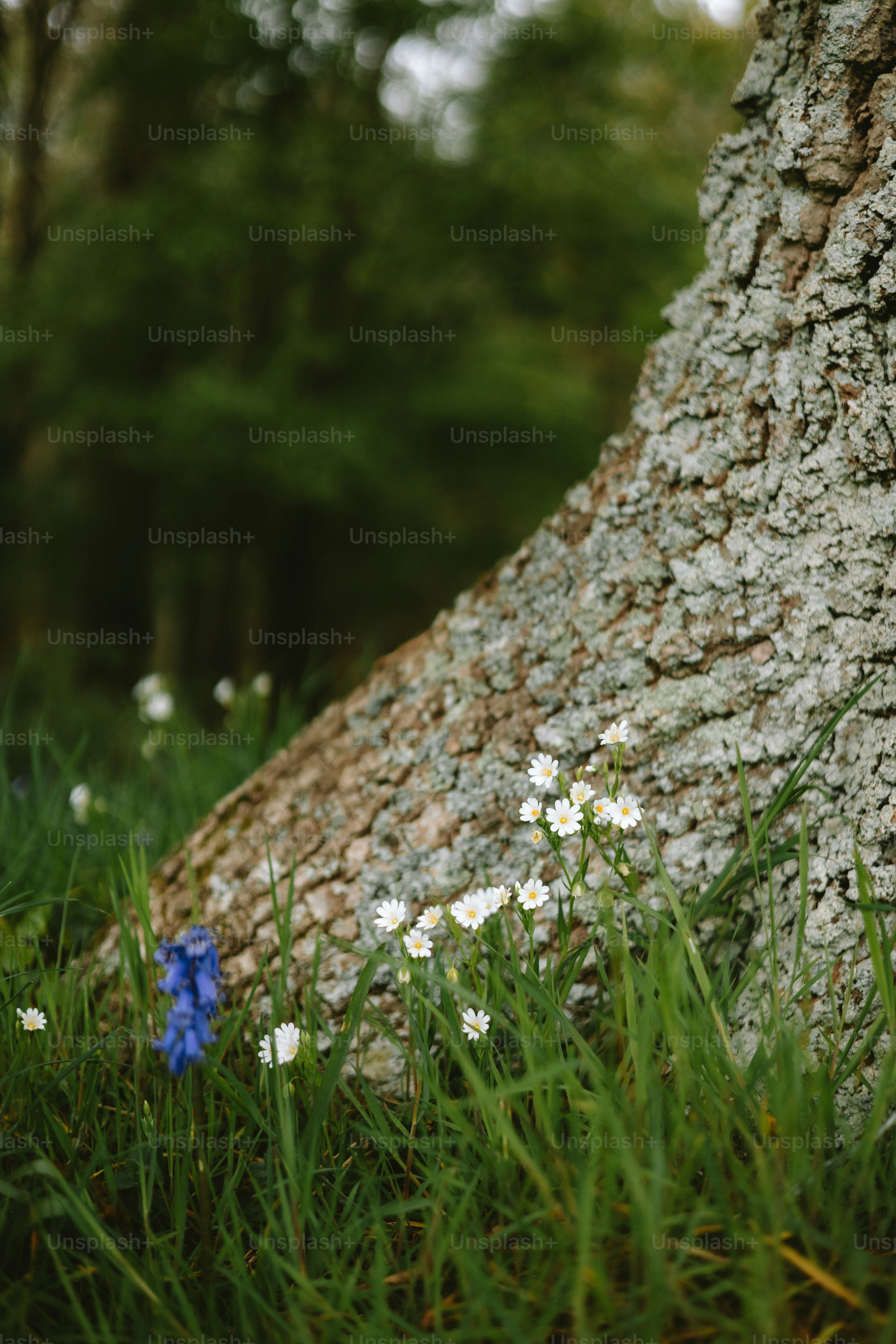 Flowers and a tree trunk flourish in the forest. photo – Flower Image ...