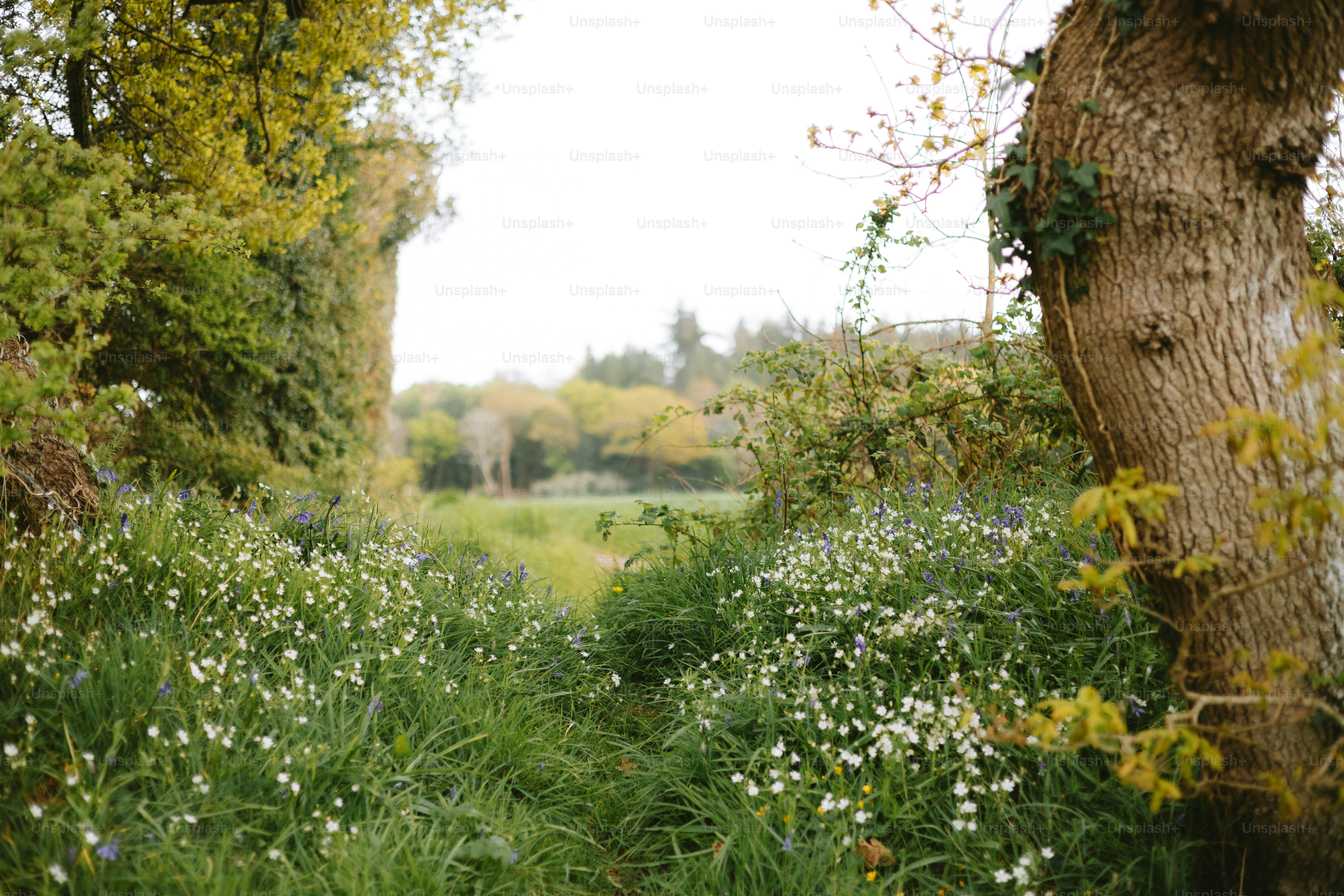 A lush, grassy path leads to a bright meadow. photo – Spring flowers ...