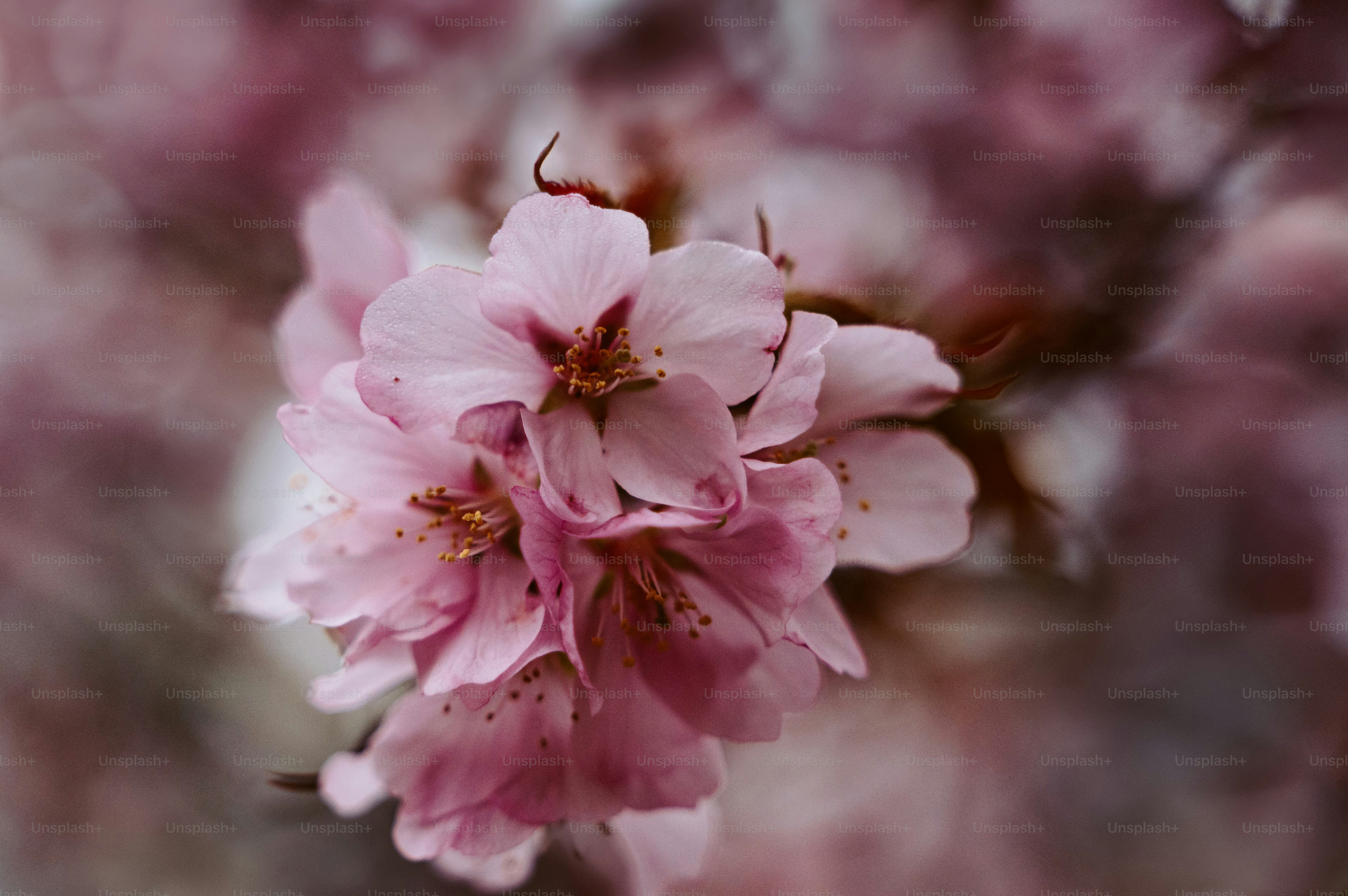 Close-up image of delicate pink cherry blossoms. photo – Wallpaper ...