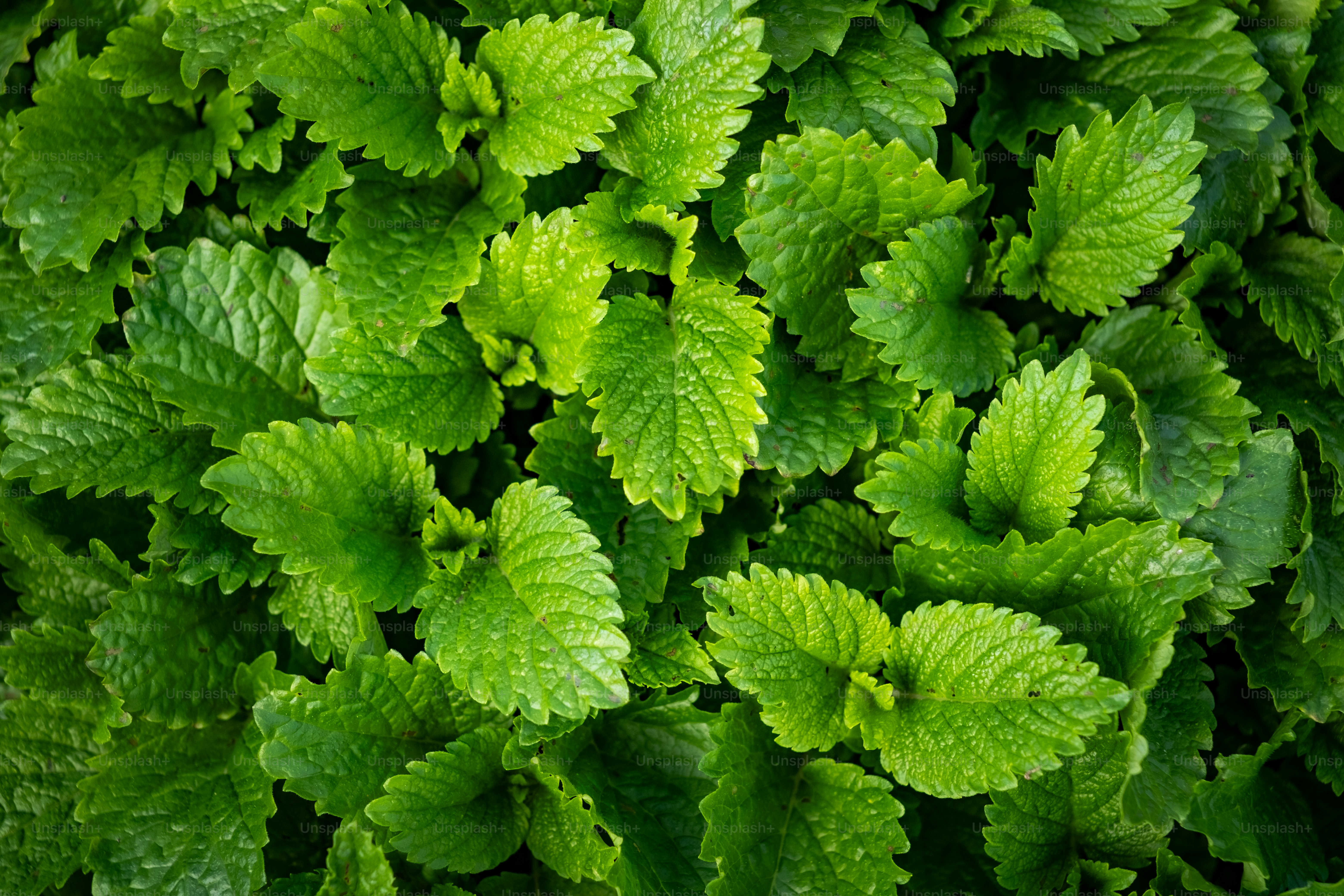Hojas de bálsamo de limón verde frescas y vibrantes. foto – Imagen de ...