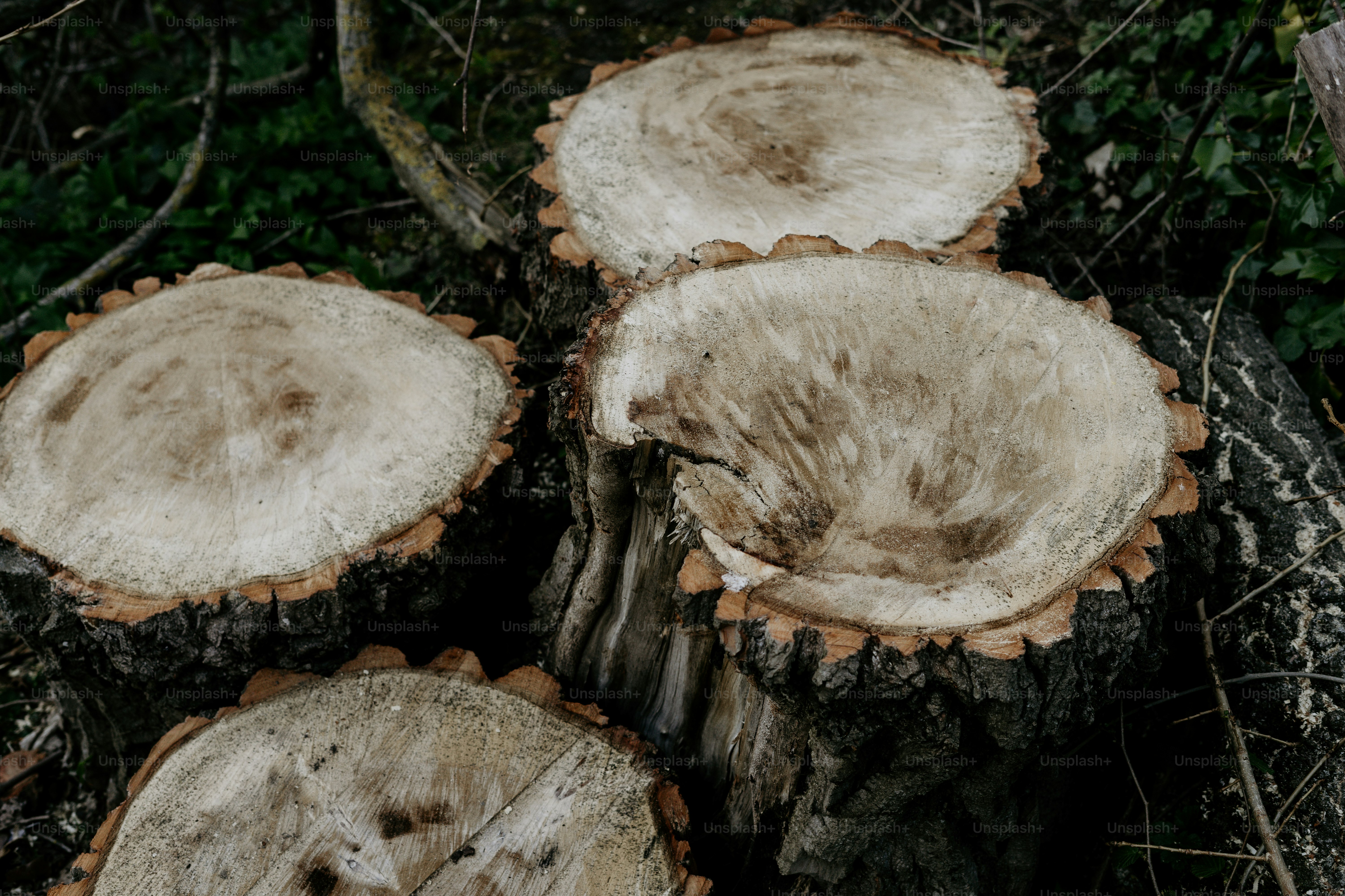 Several tree stumps are seen after tree removal. photo – Life Image on ...