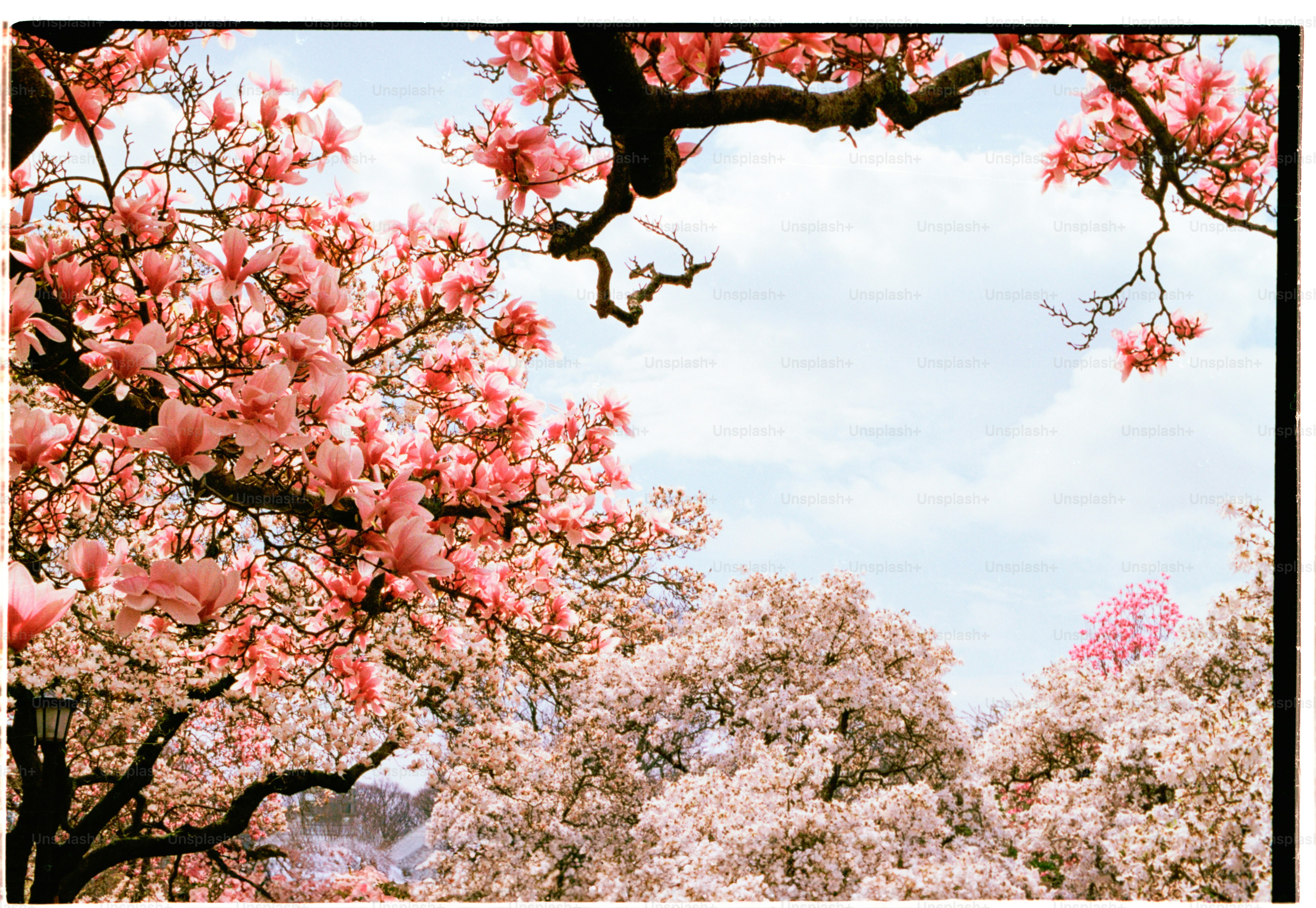 Pink flowers bloom against a cloudy sky. photo – Spring Image on Unsplash