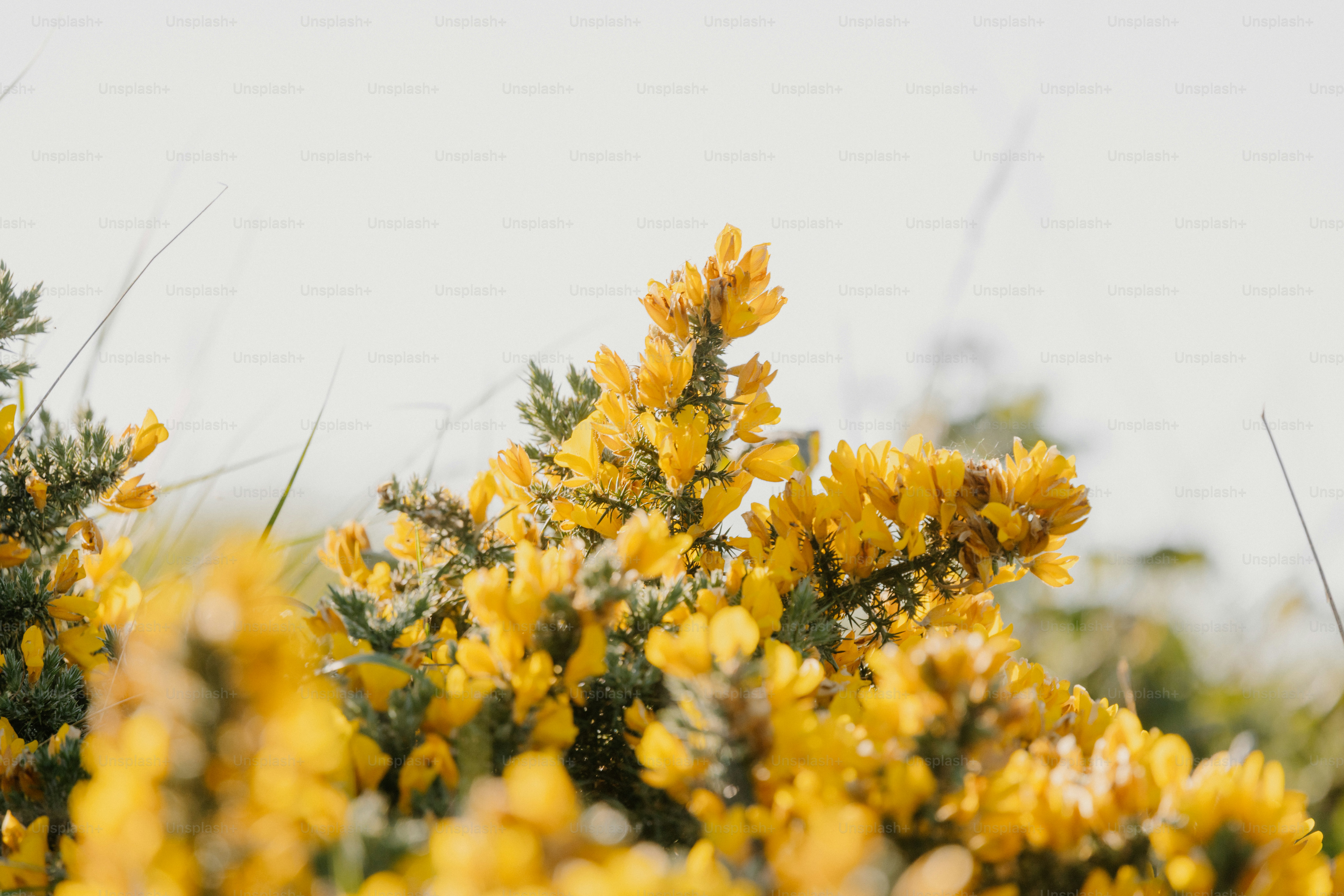 Yellow flowers bloom brightly in the sunlight. photo – Spring Image on ...