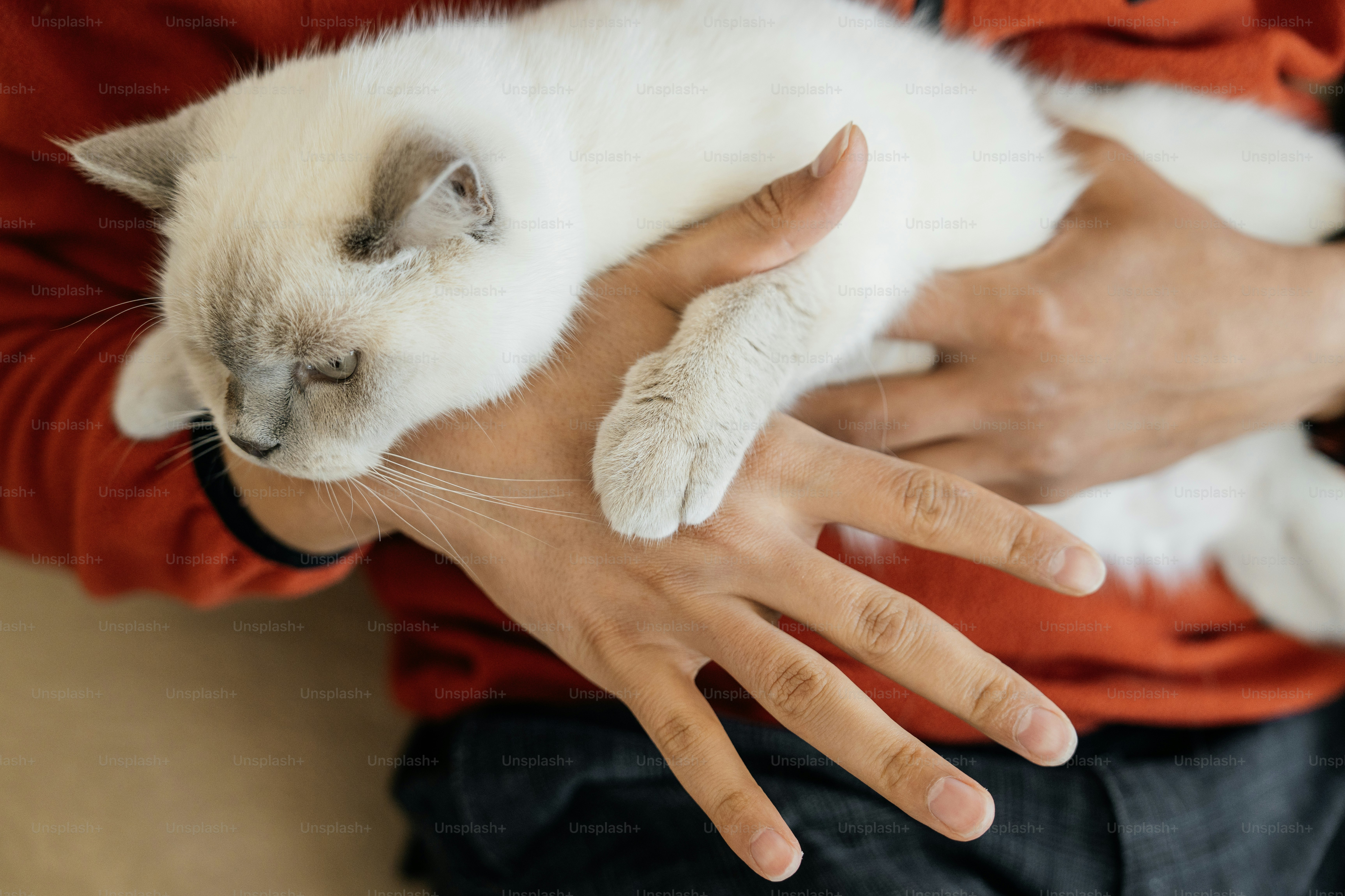 A person cradles a beautiful, white cat. photo – Hands Image on Unsplash