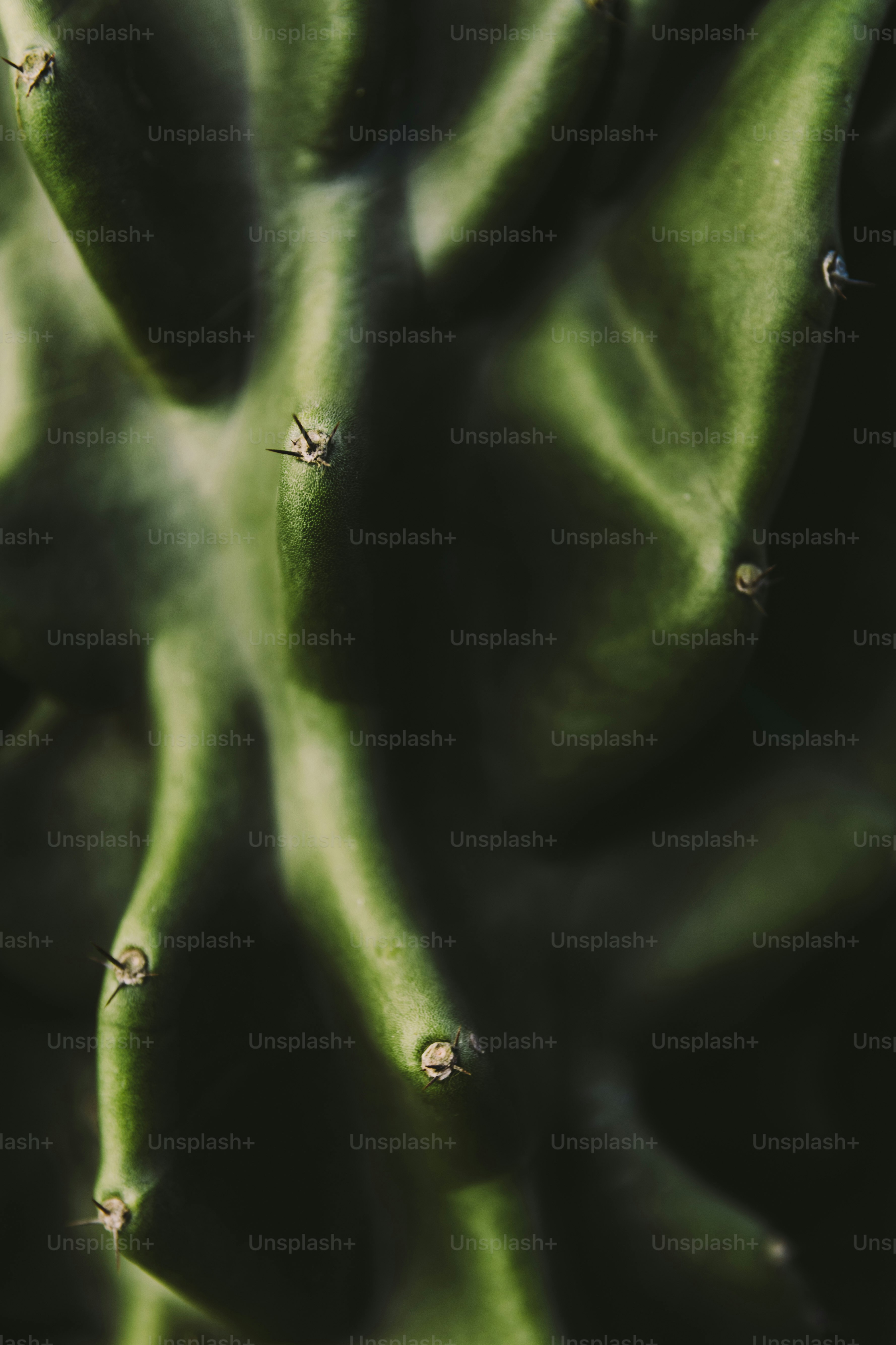 Close-up of a green cactus with small spines. photo – Wallpaper Image ...