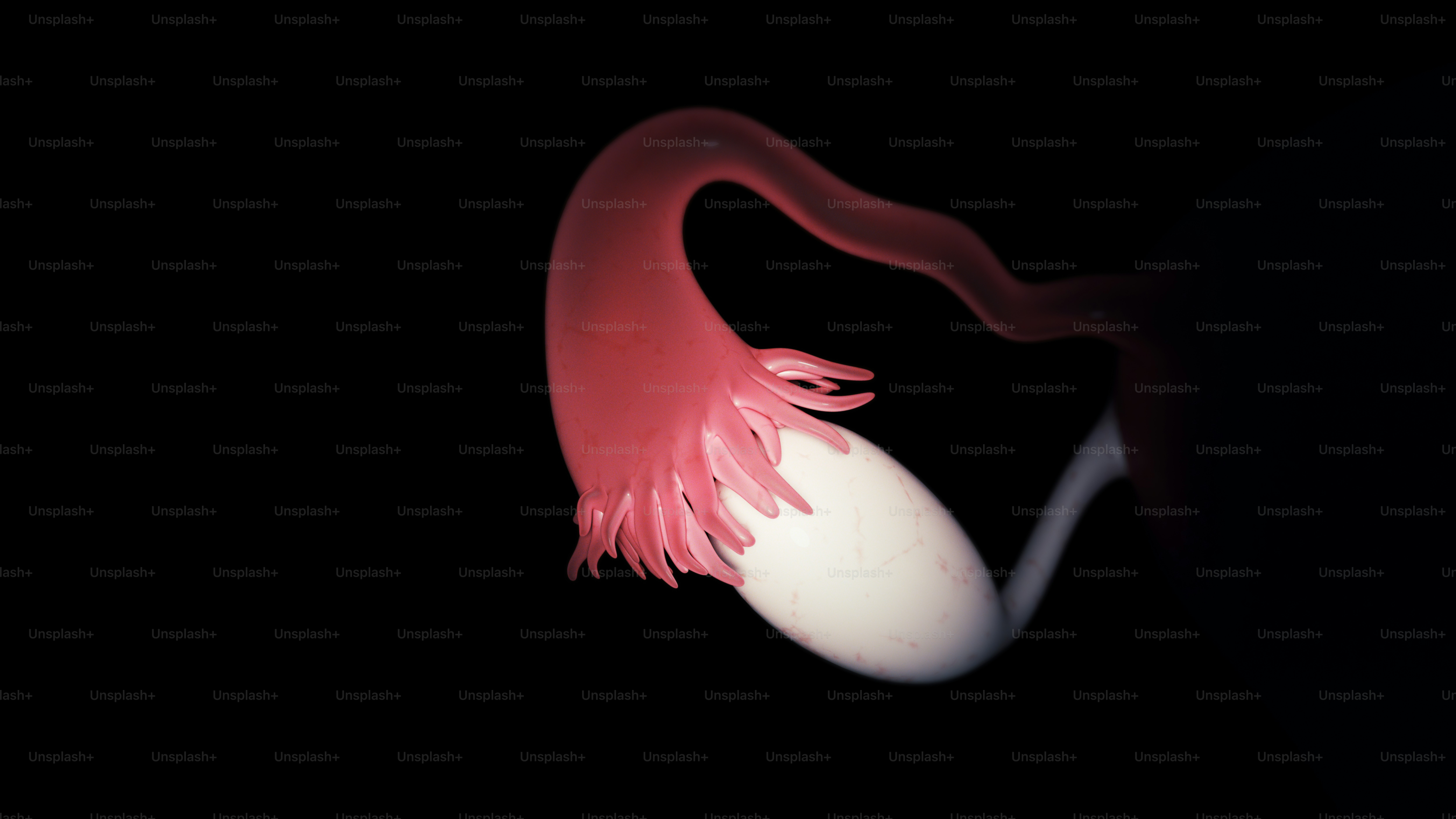 An illustration of a human ovary. photo – Health Image on Unsplash