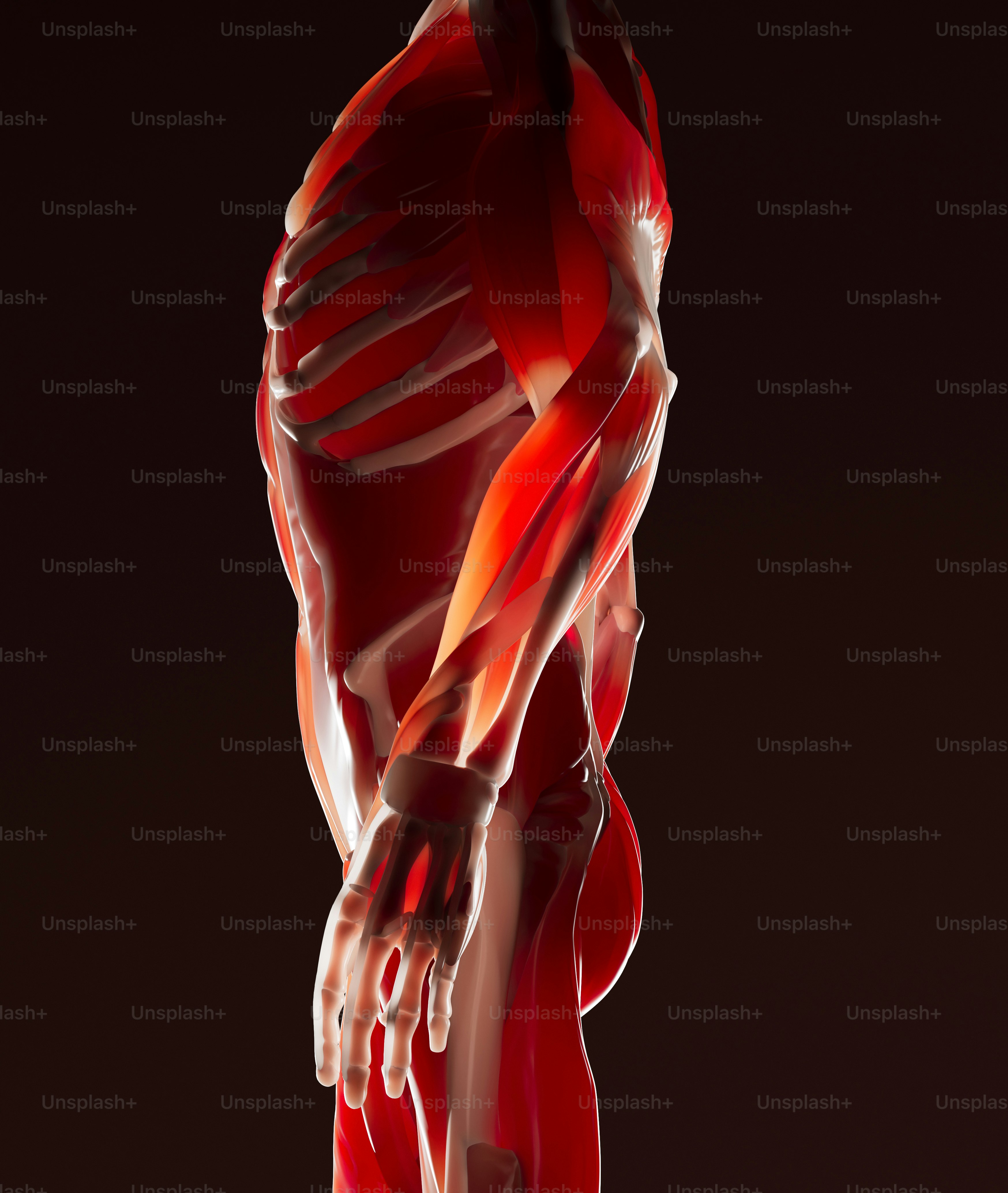 Muscles and bones are highlighted in the human body. photo – Health ...