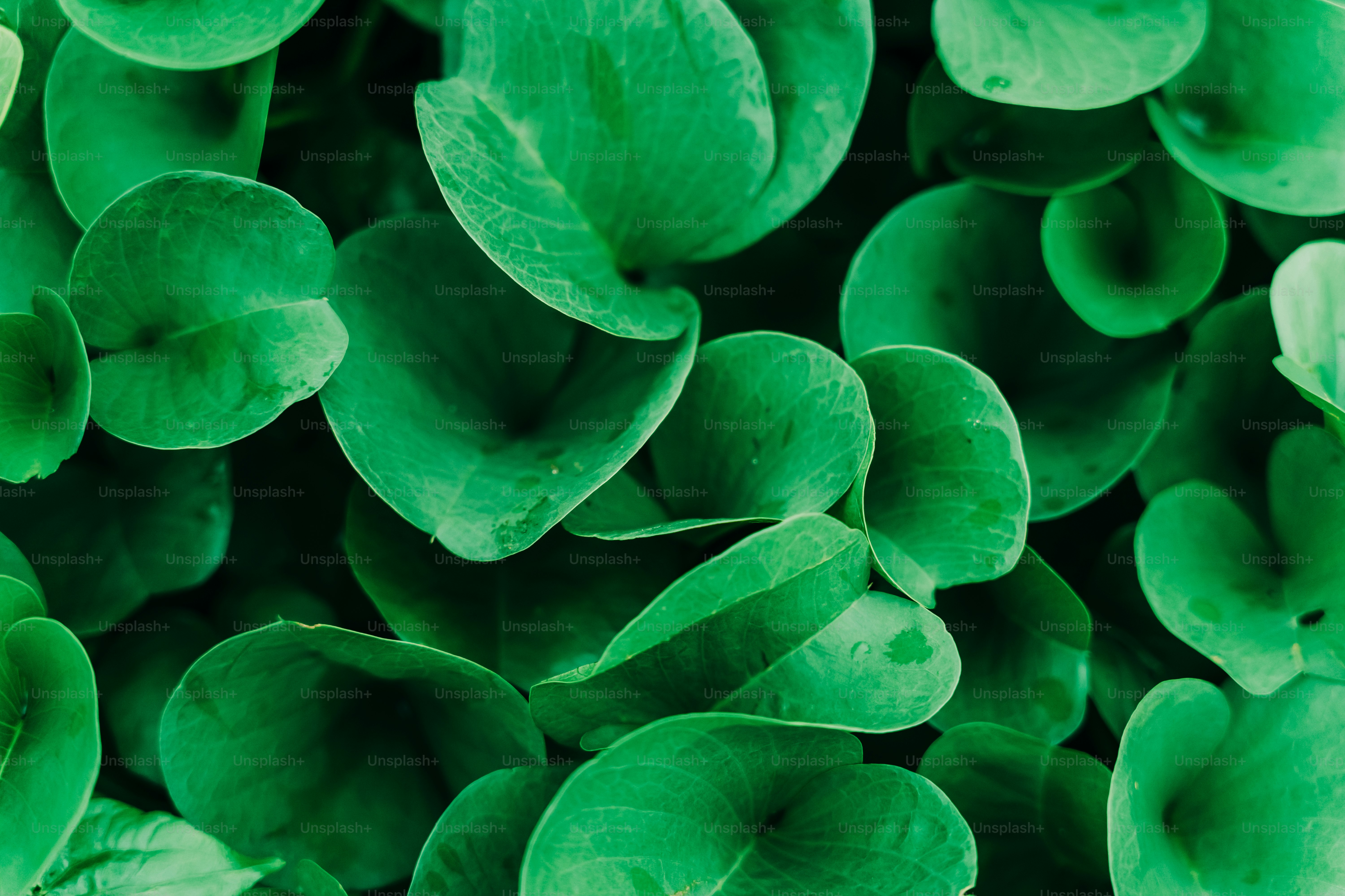 Green, rounded leaves are overlapping each other. photo – Wallpaper ...