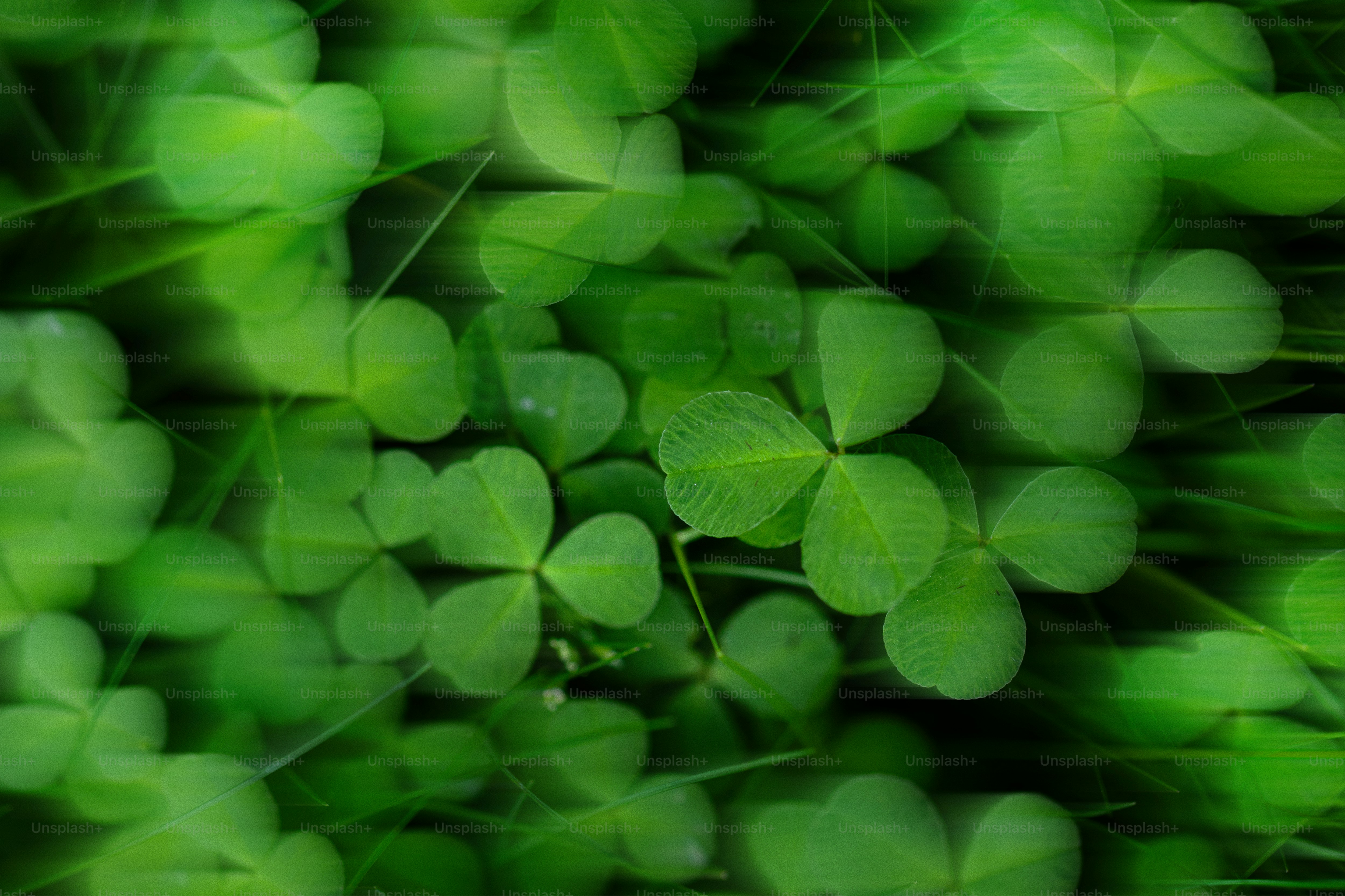 Green clover leaves fill the image. photo – Wallpaper Image on Unsplash