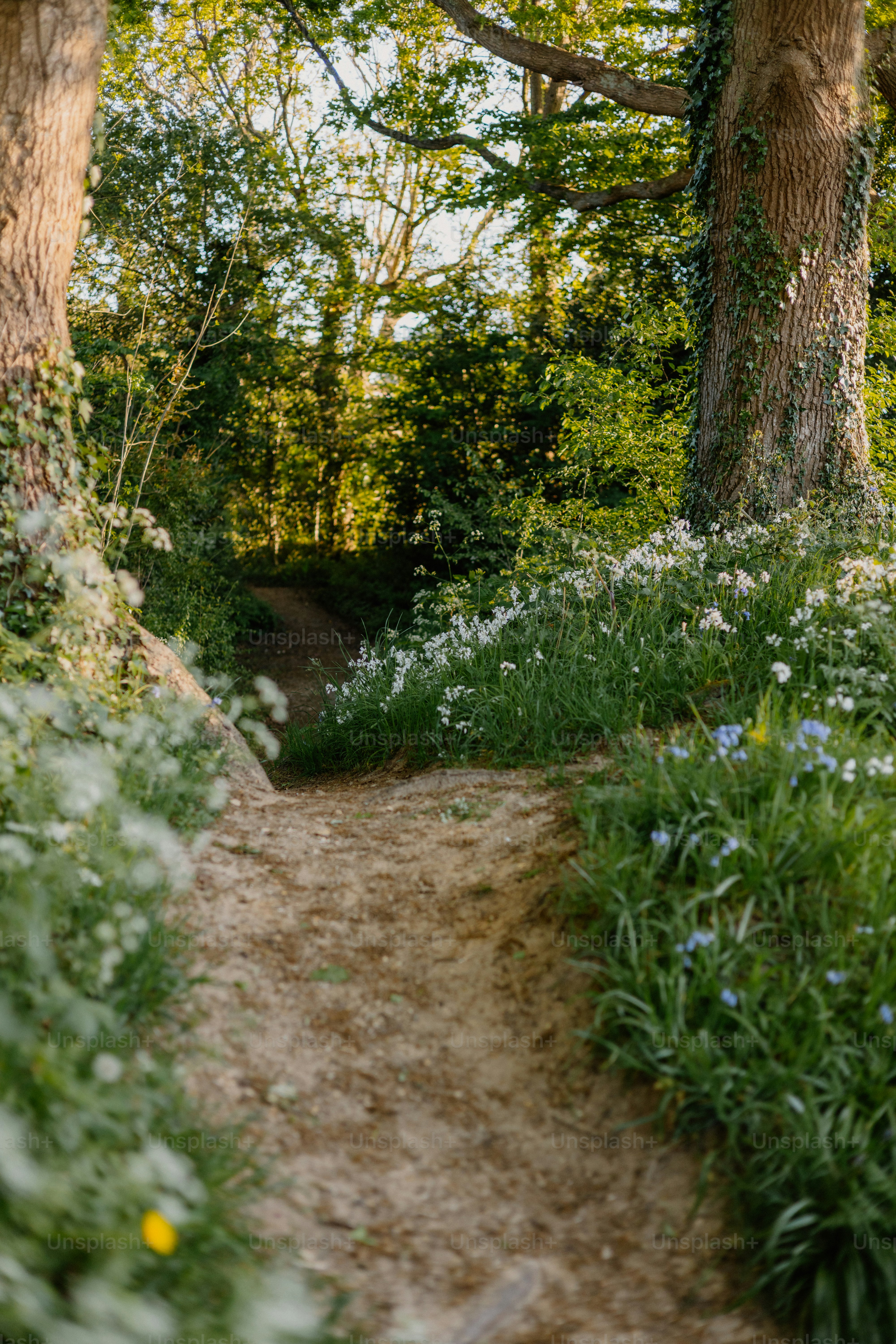A winding dirt path through lush, green woods. photo – Spring Image on ...