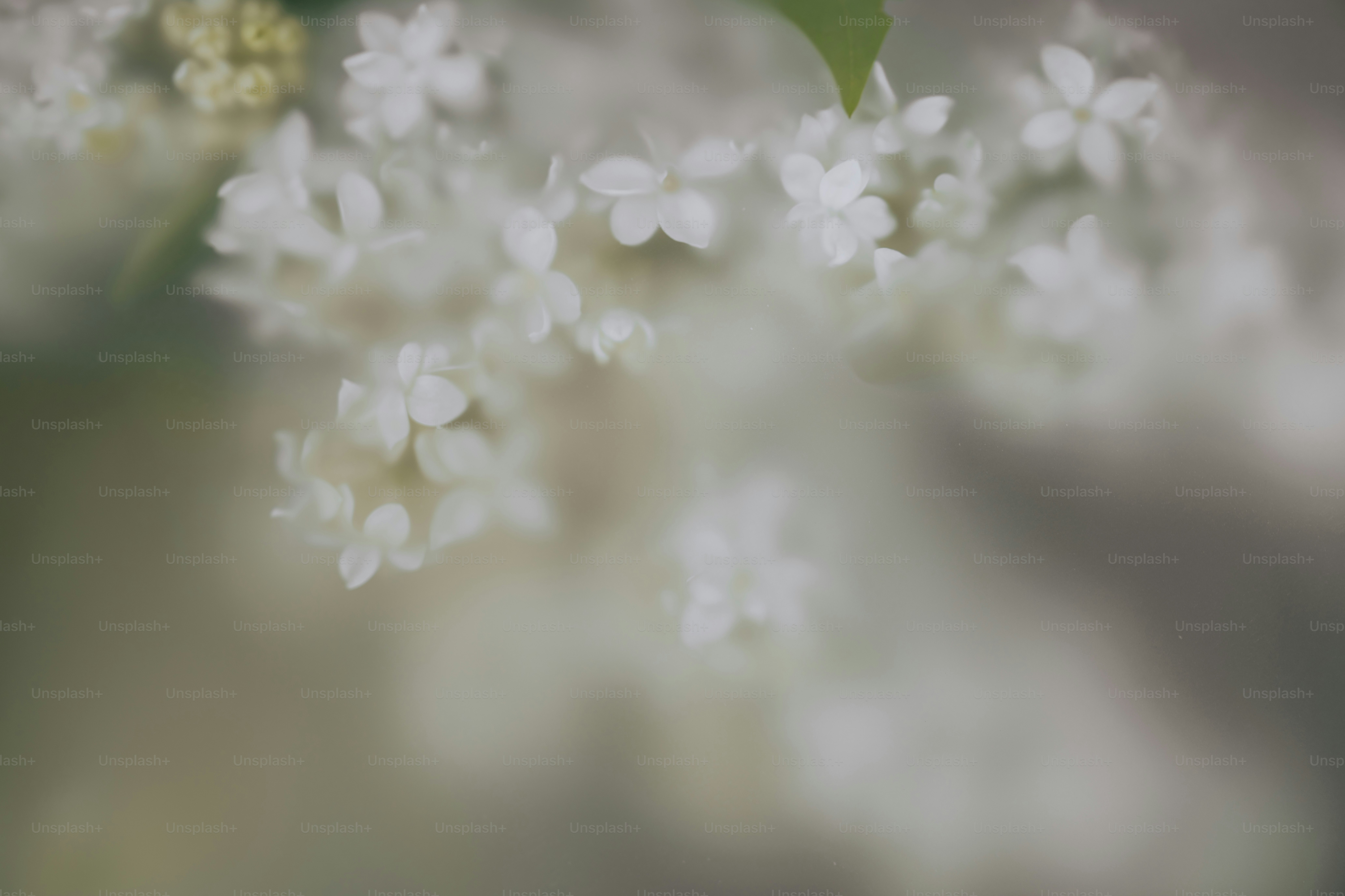 Soft focus image of white flowers. photo – Wallpaper Image on Unsplash