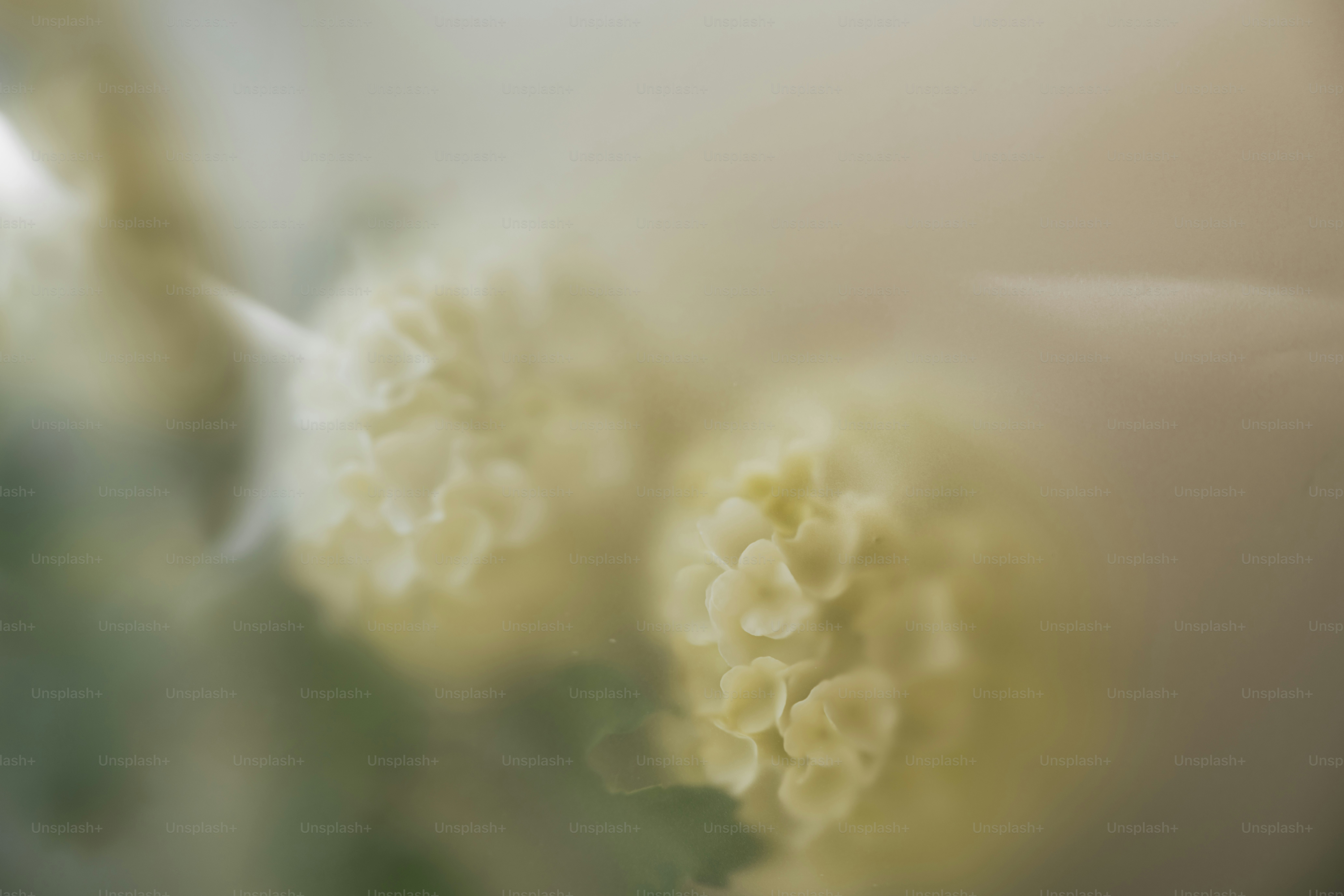 Soft focus image of white flowers. photo – Wallpaper Image on Unsplash