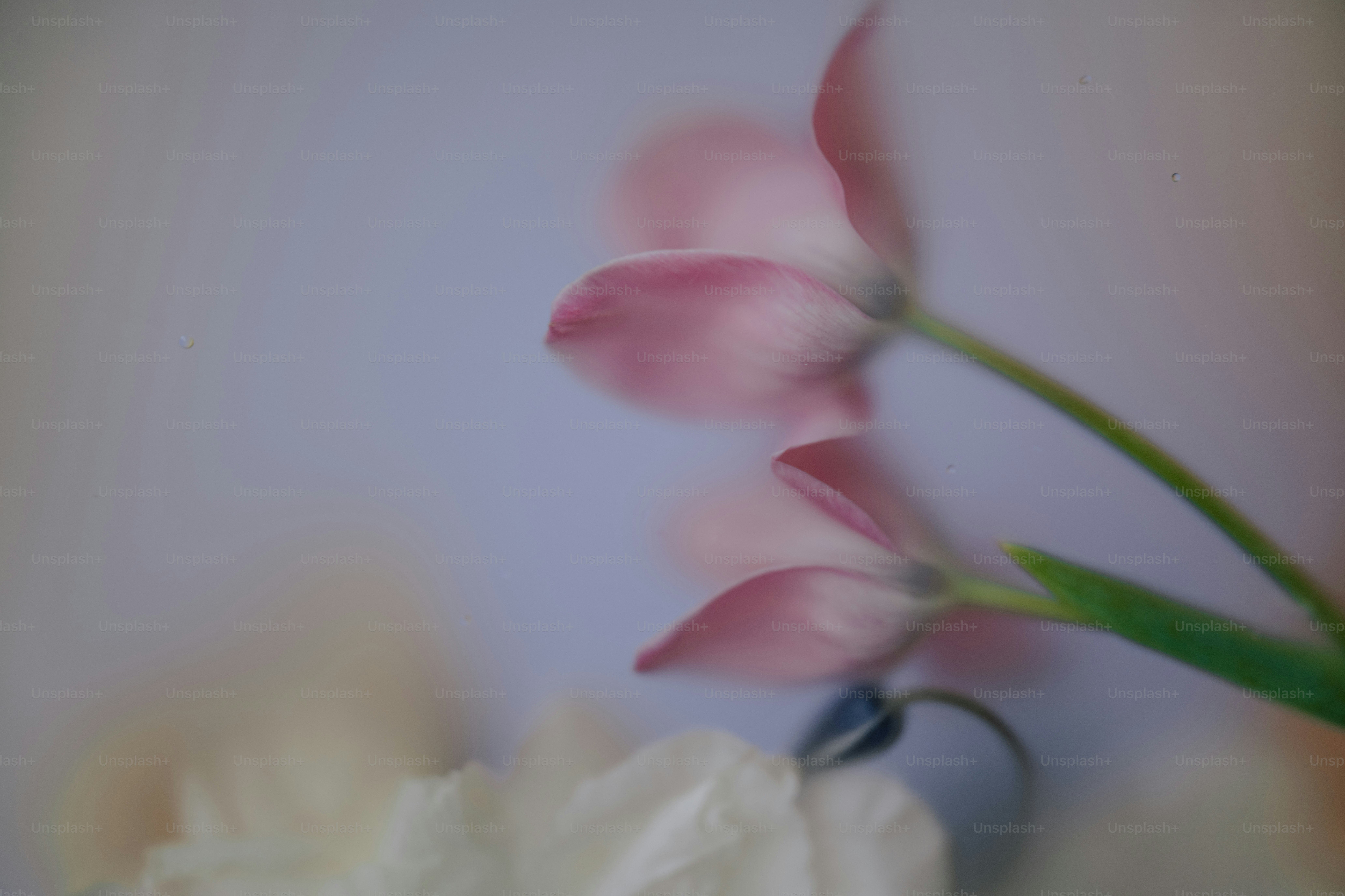 Soft pink flowers bloom elegantly in focus. photo – Wallpaper Image on ...