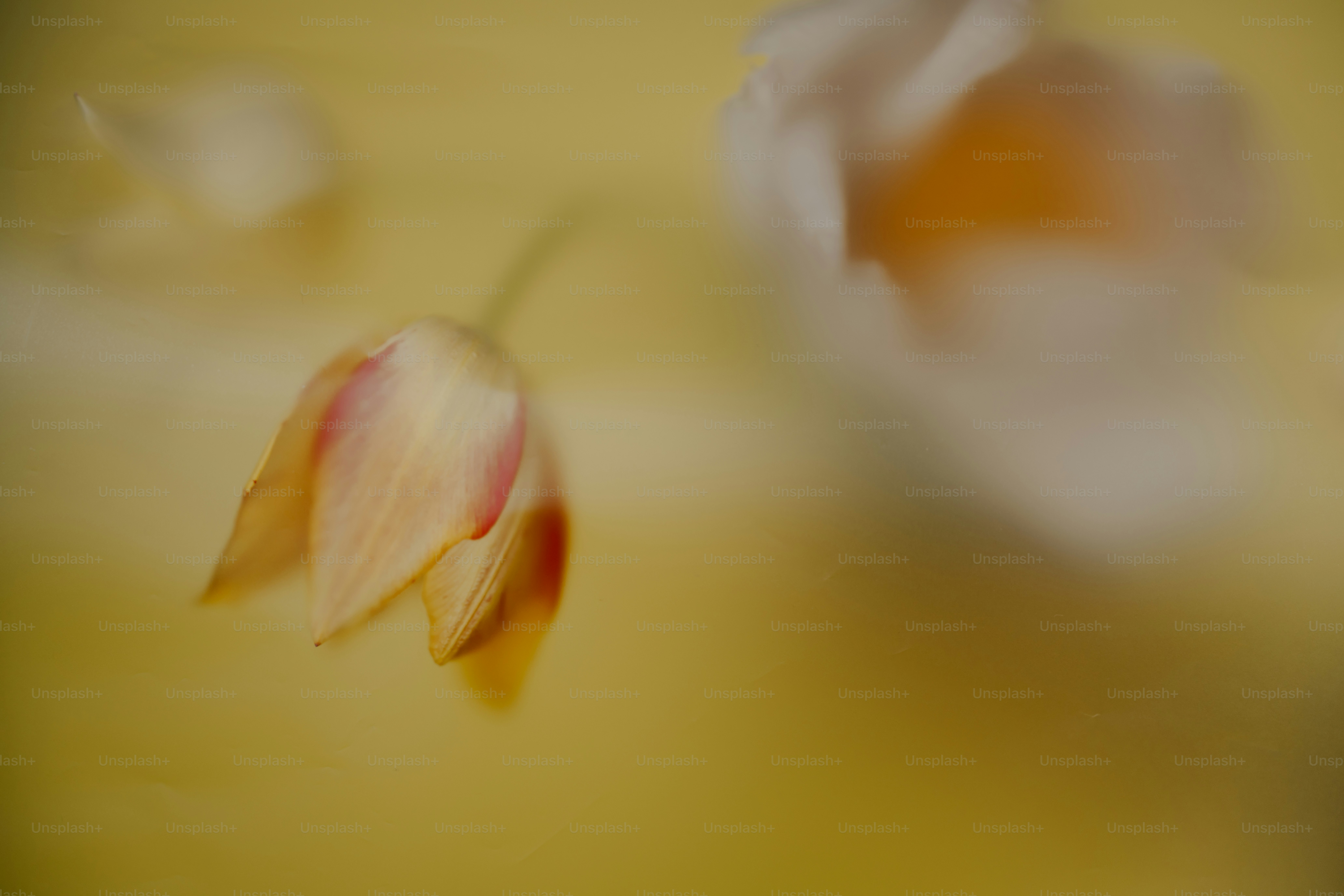 Soft focus image of white flowers. photo – Wallpaper Image on Unsplash