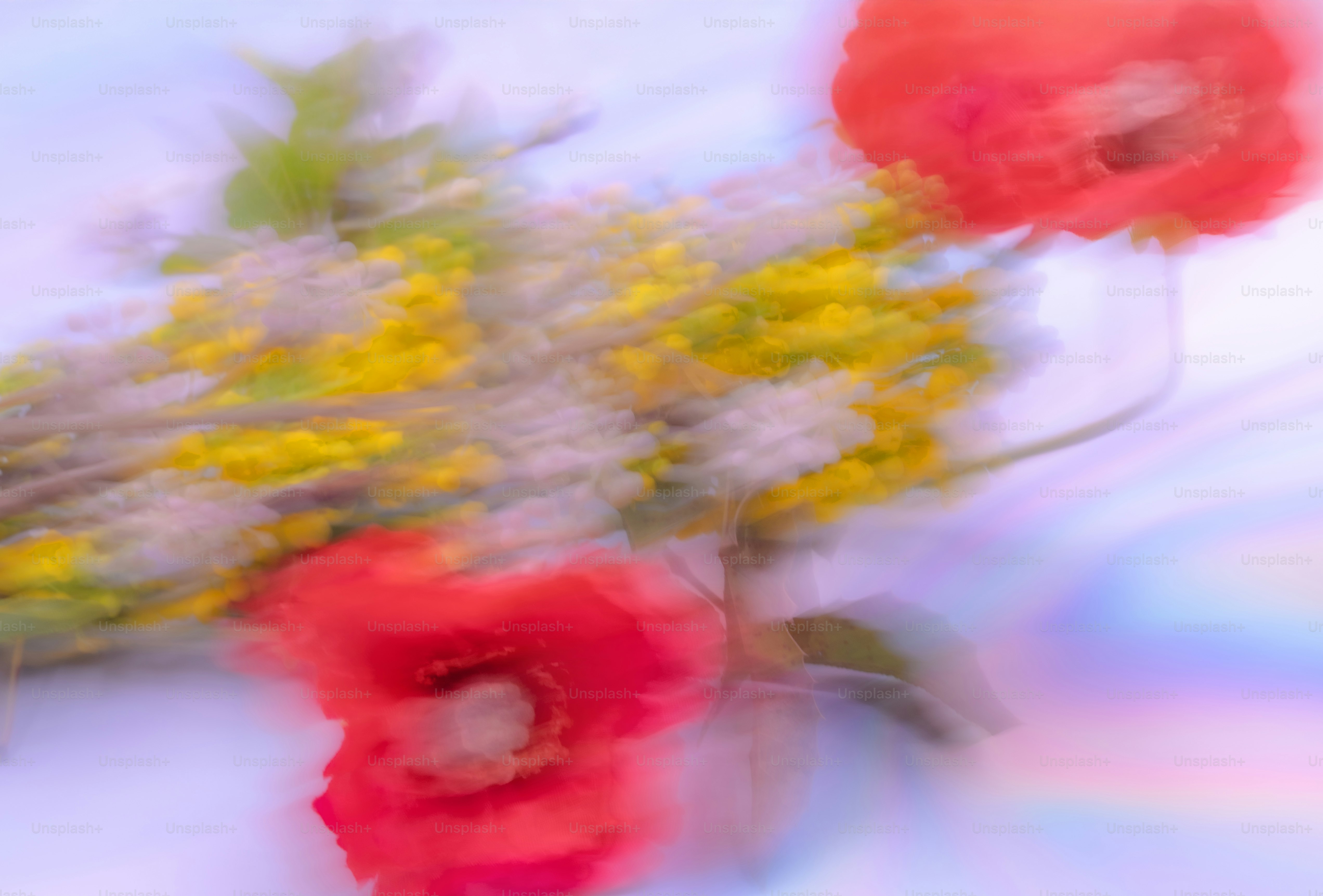 Leuchtend roter Mohn und gelbe Blüten. Foto – Bild zum Thema Tapete auf ...